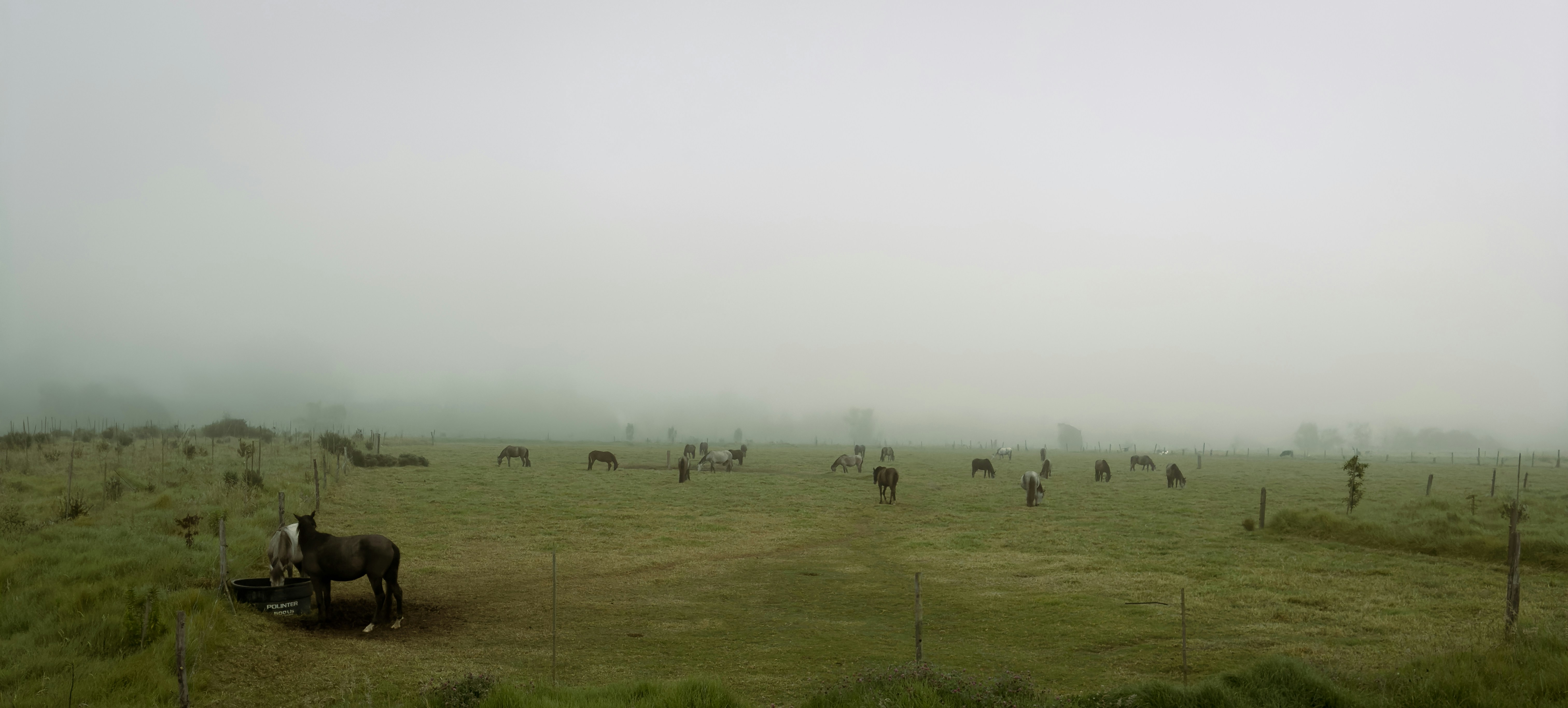 Whispers of the Pasture in Fog