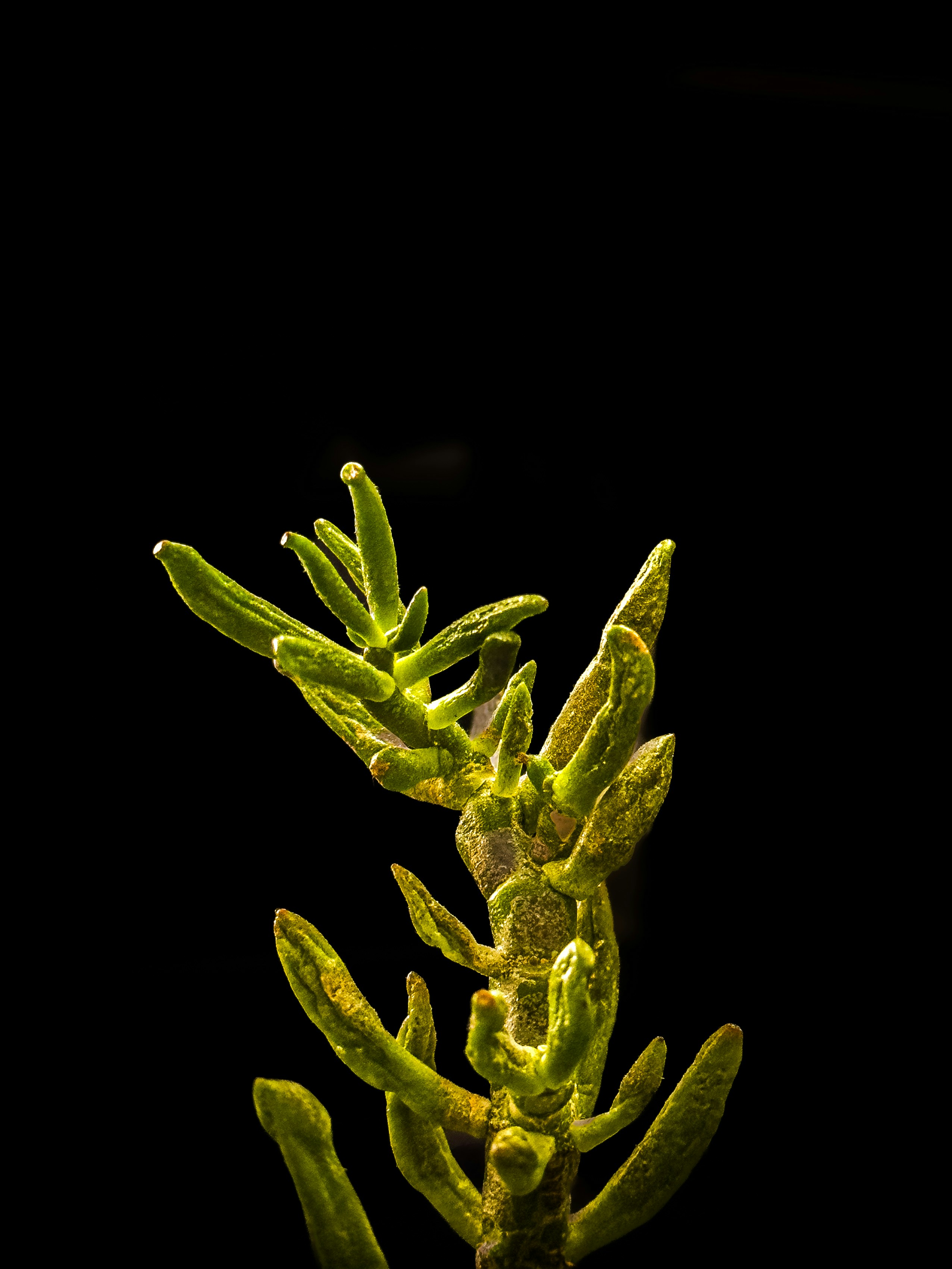Luminous Sprig: A Close-Up Study of Green Texture Against Velvet Black