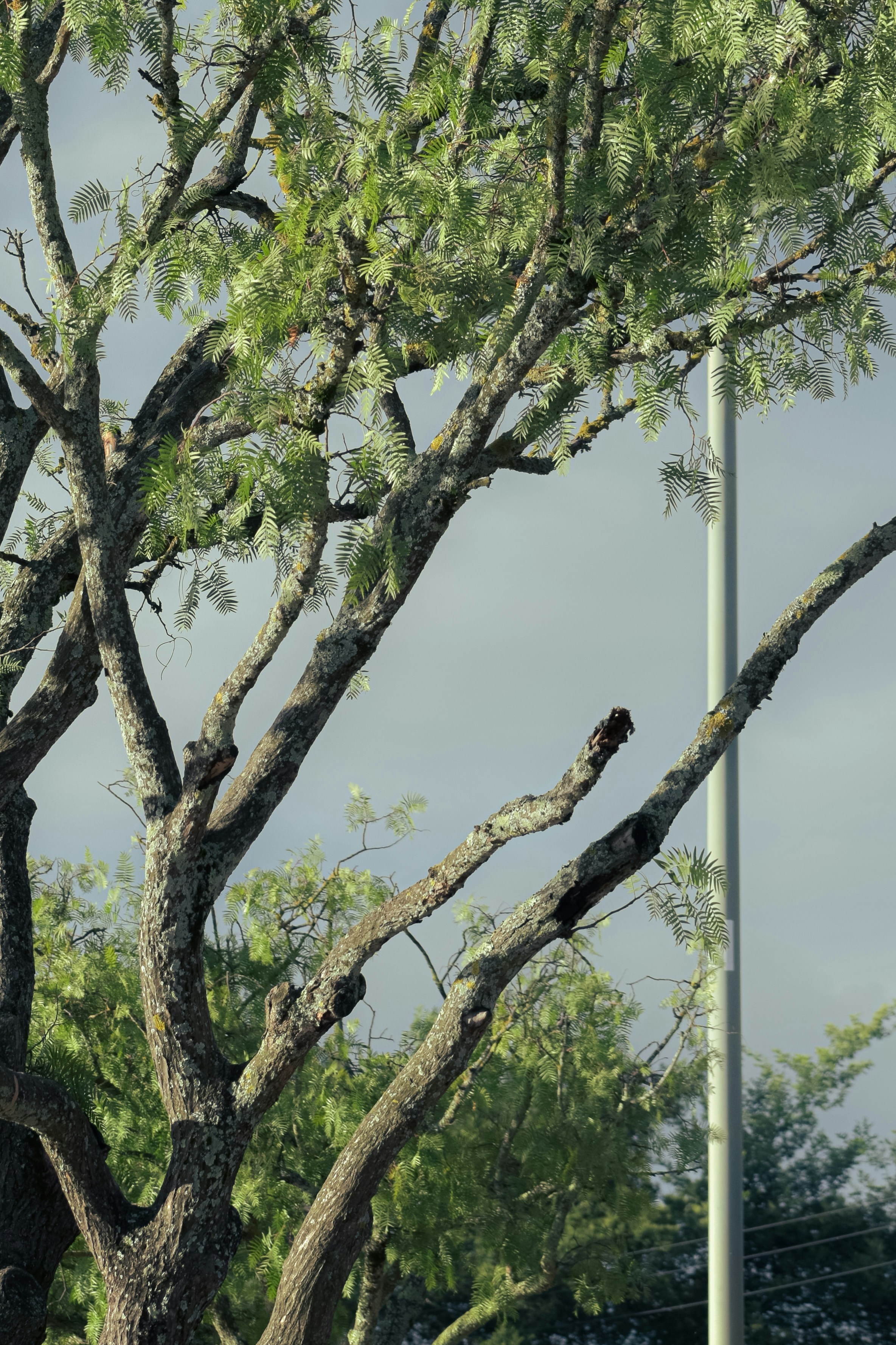 Whispers of Nature: The Resilient Tree