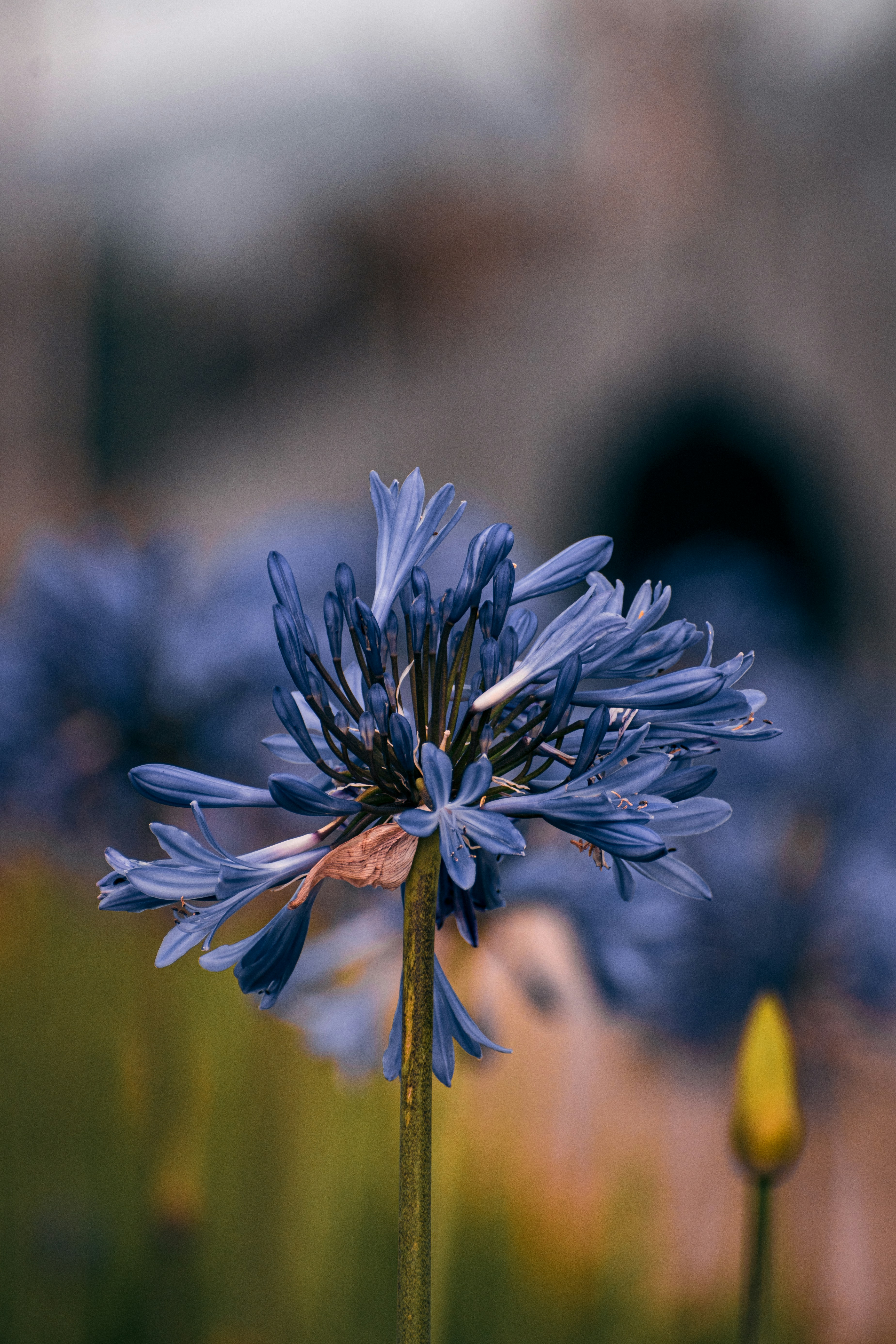 Whispers of the Blue Petals