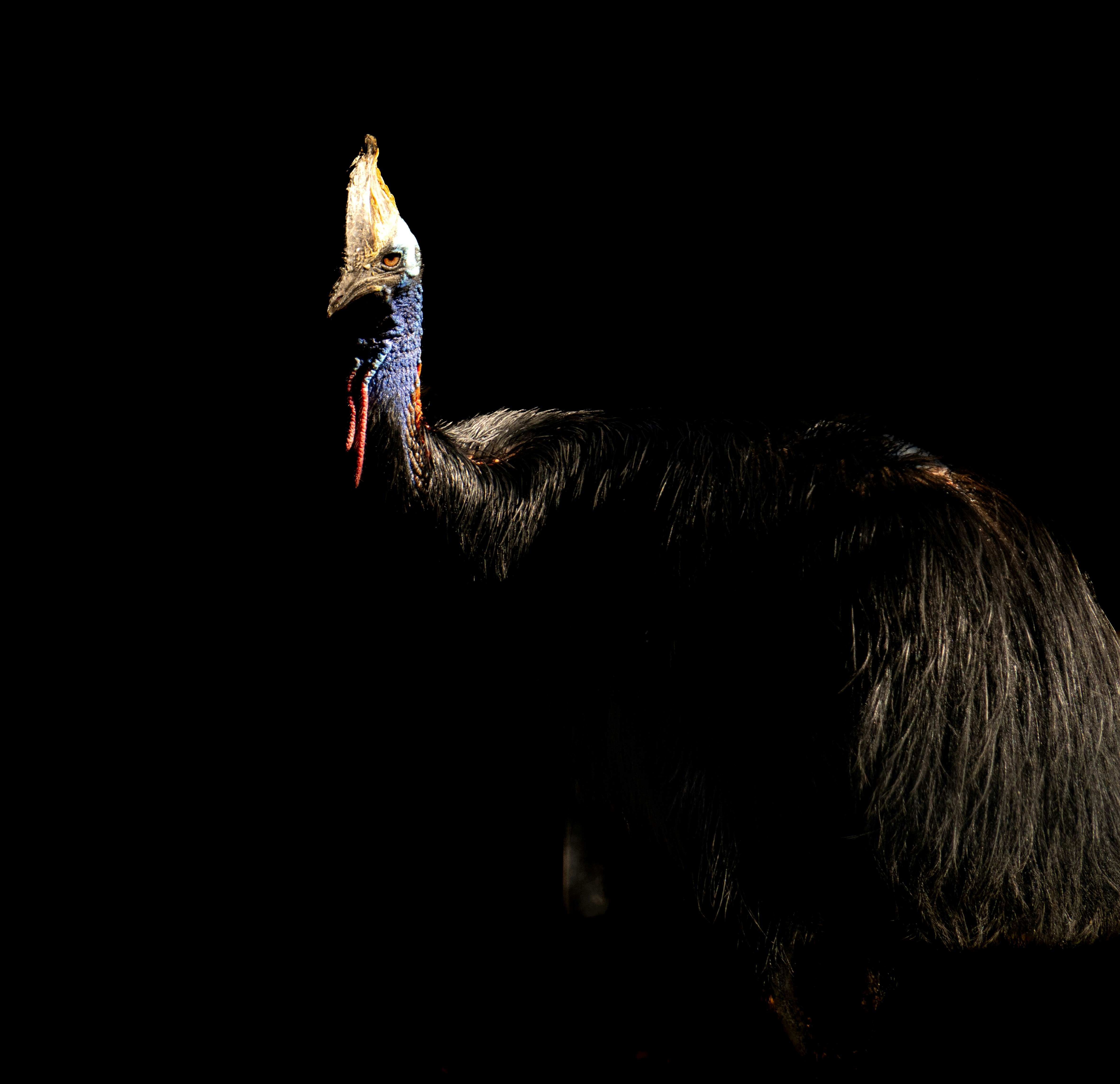 The Enigmatic Cassowary in Shadows
