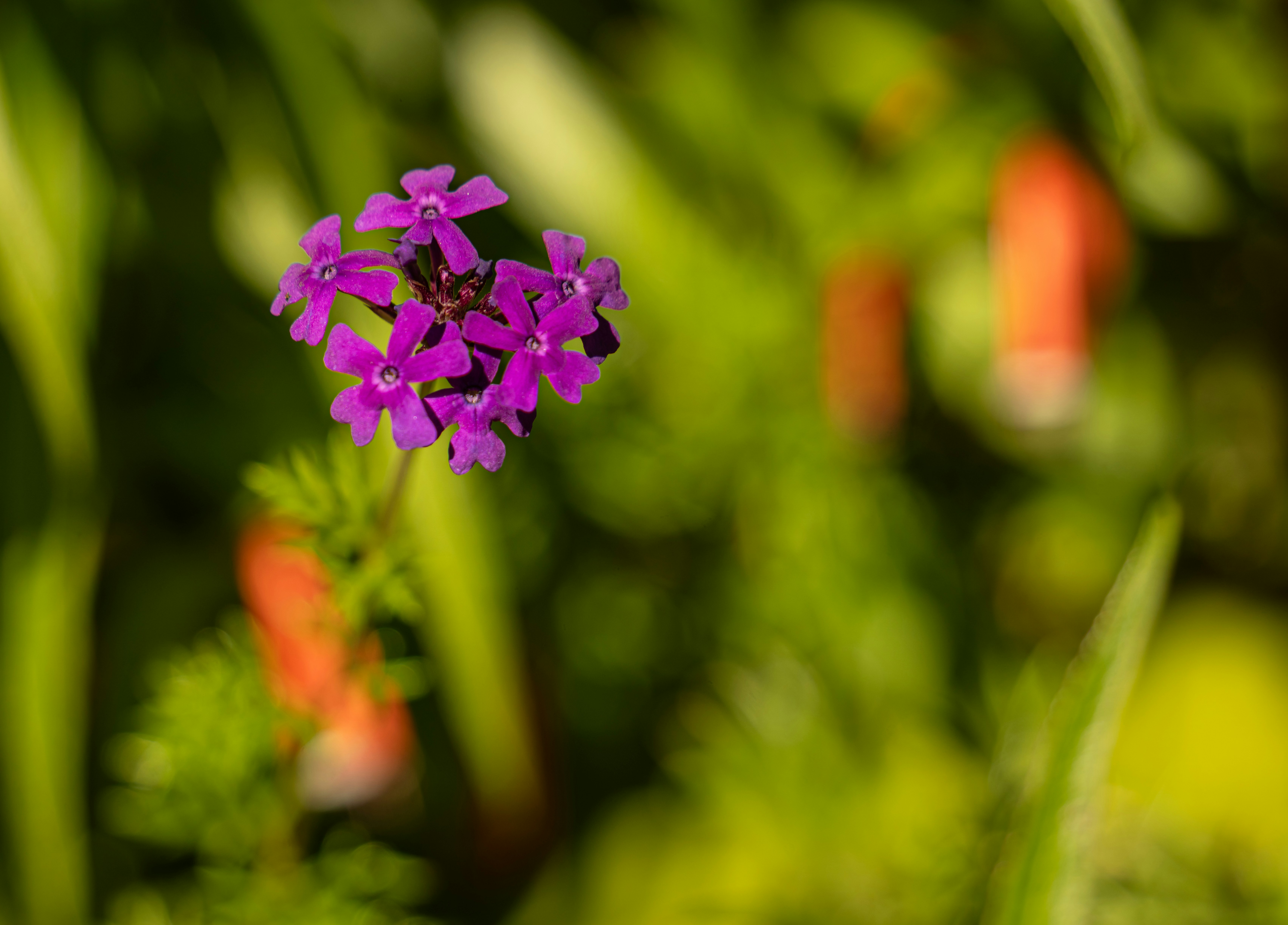 Vibrant Blooms Amidst Nature's Palette