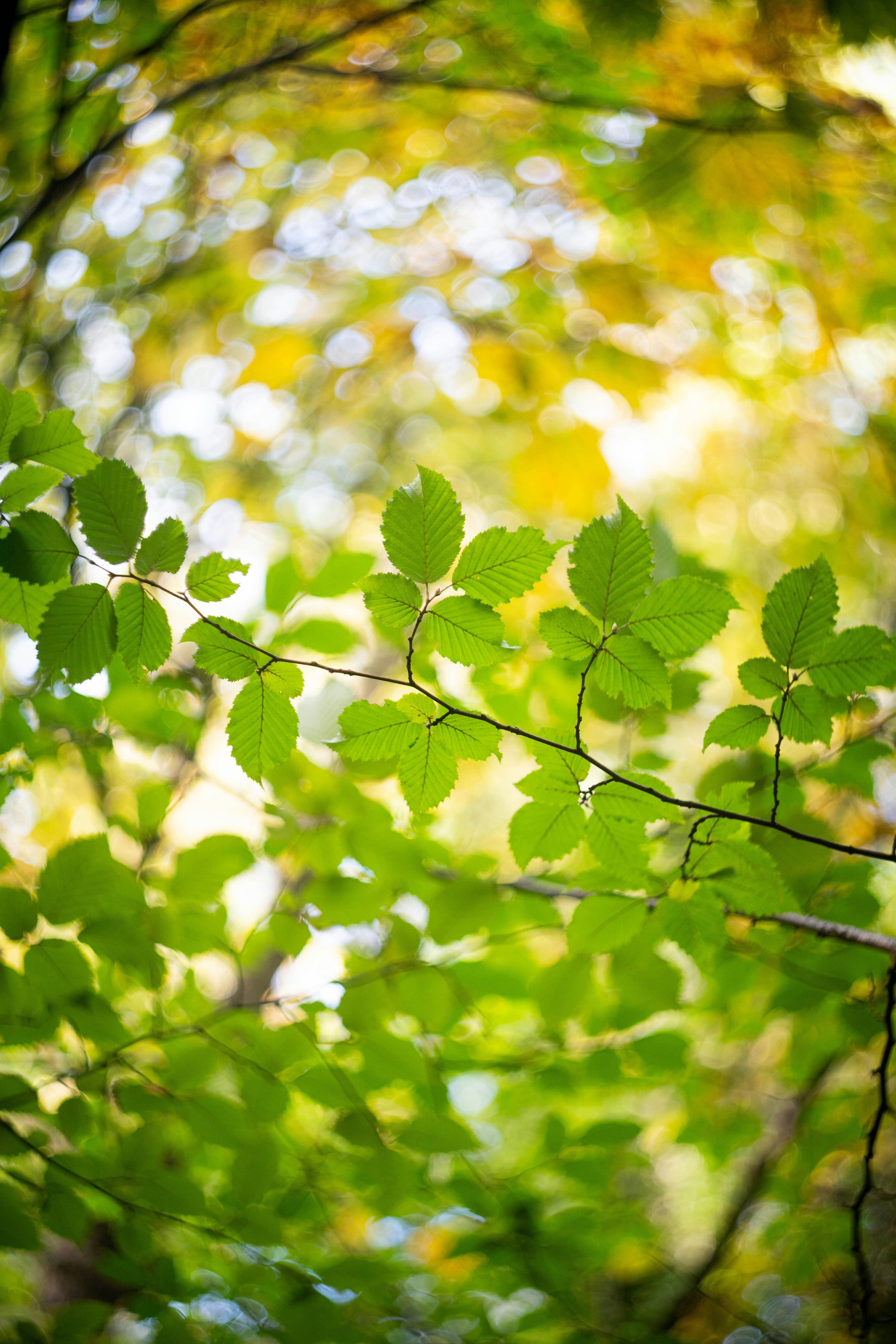 Photo by Sam Di Risio with Sony Alpha 7 III