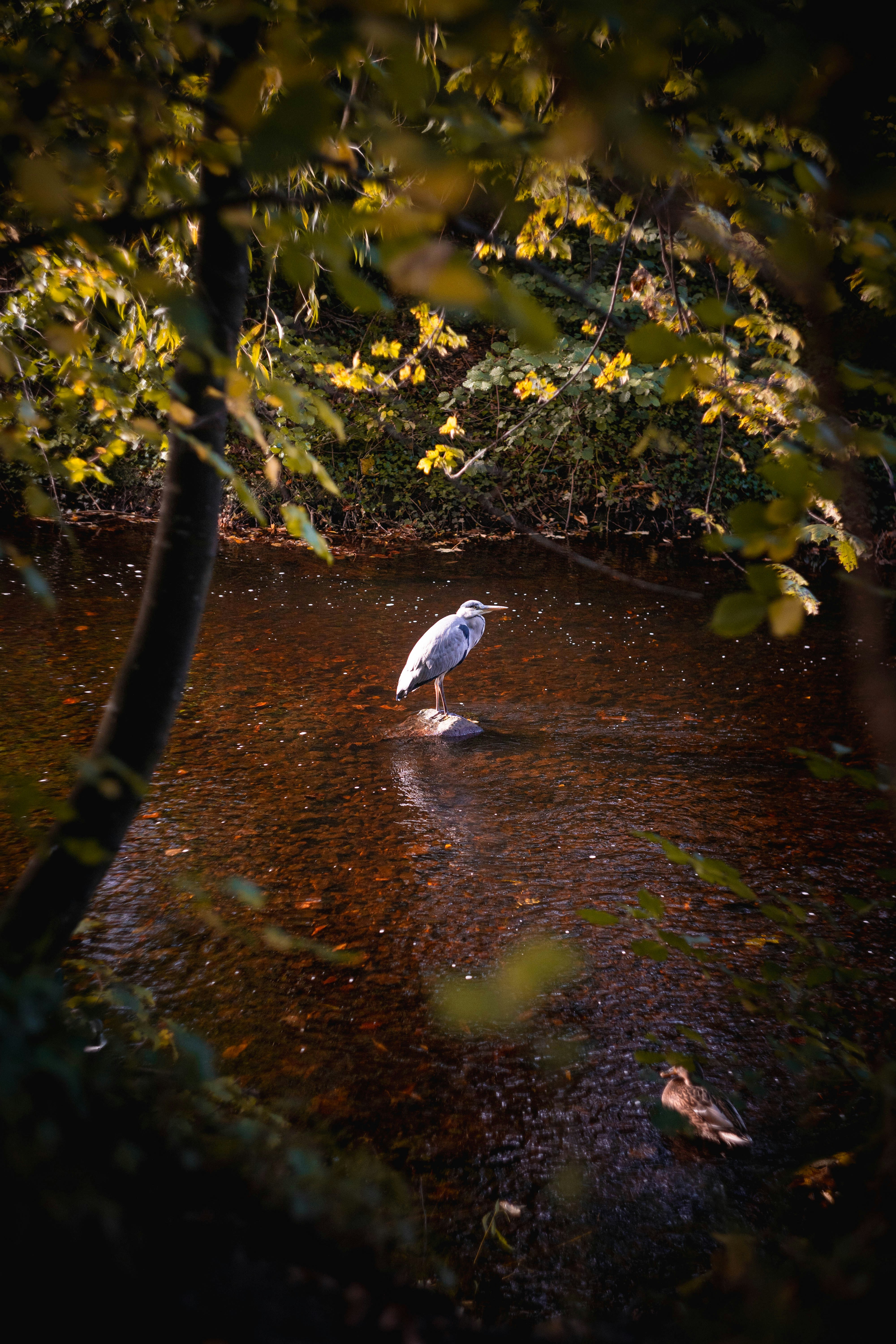 A grey heron stands poised on a rock in a tranquil stream, surrounded by autumn foliage. A duck swims nearby, adding to the peaceful scene.