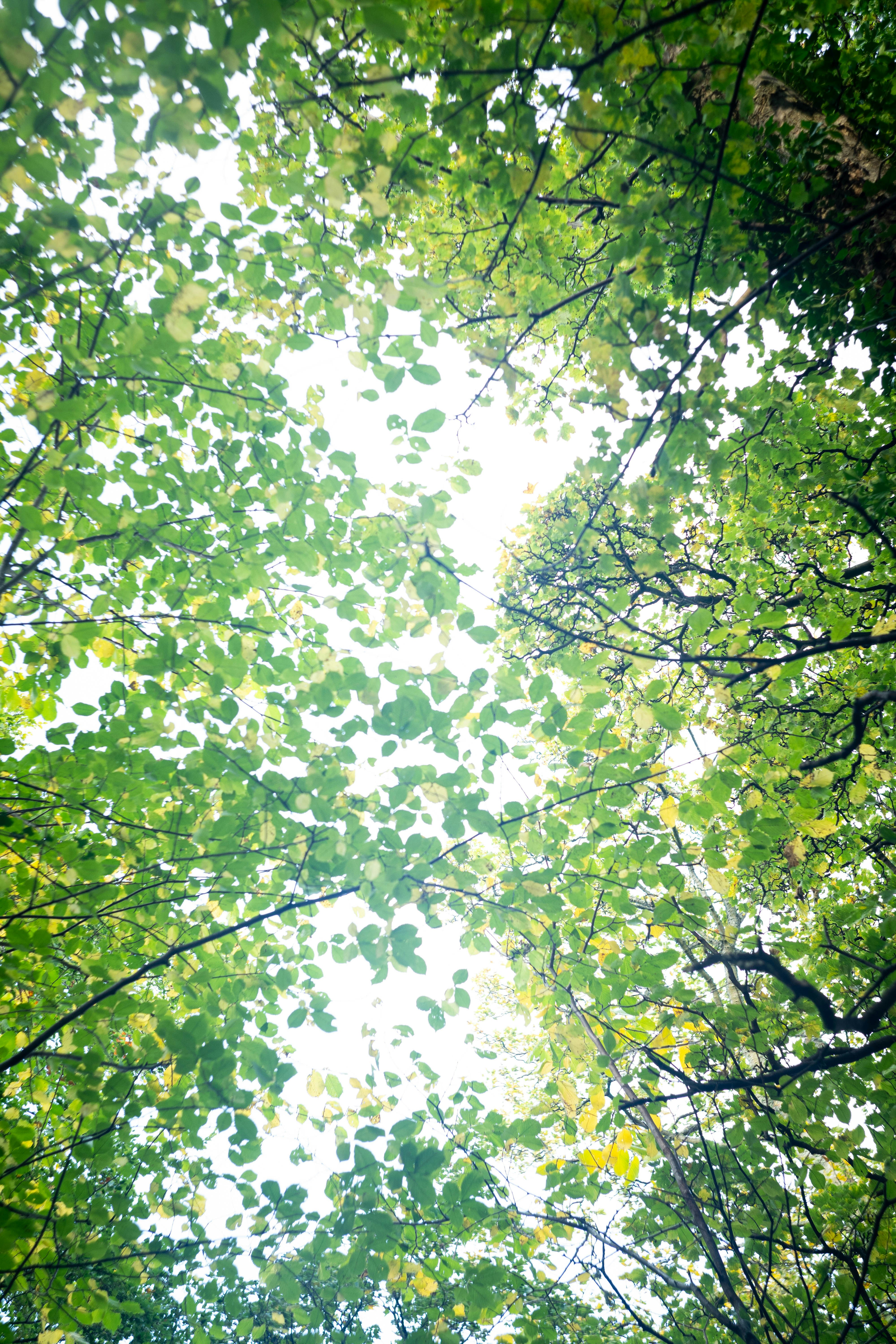 Lush green leaves forming a vibrant canopy overhead, with sunlight filtering through the branches. A tranquil view of nature's overhead tapestry.