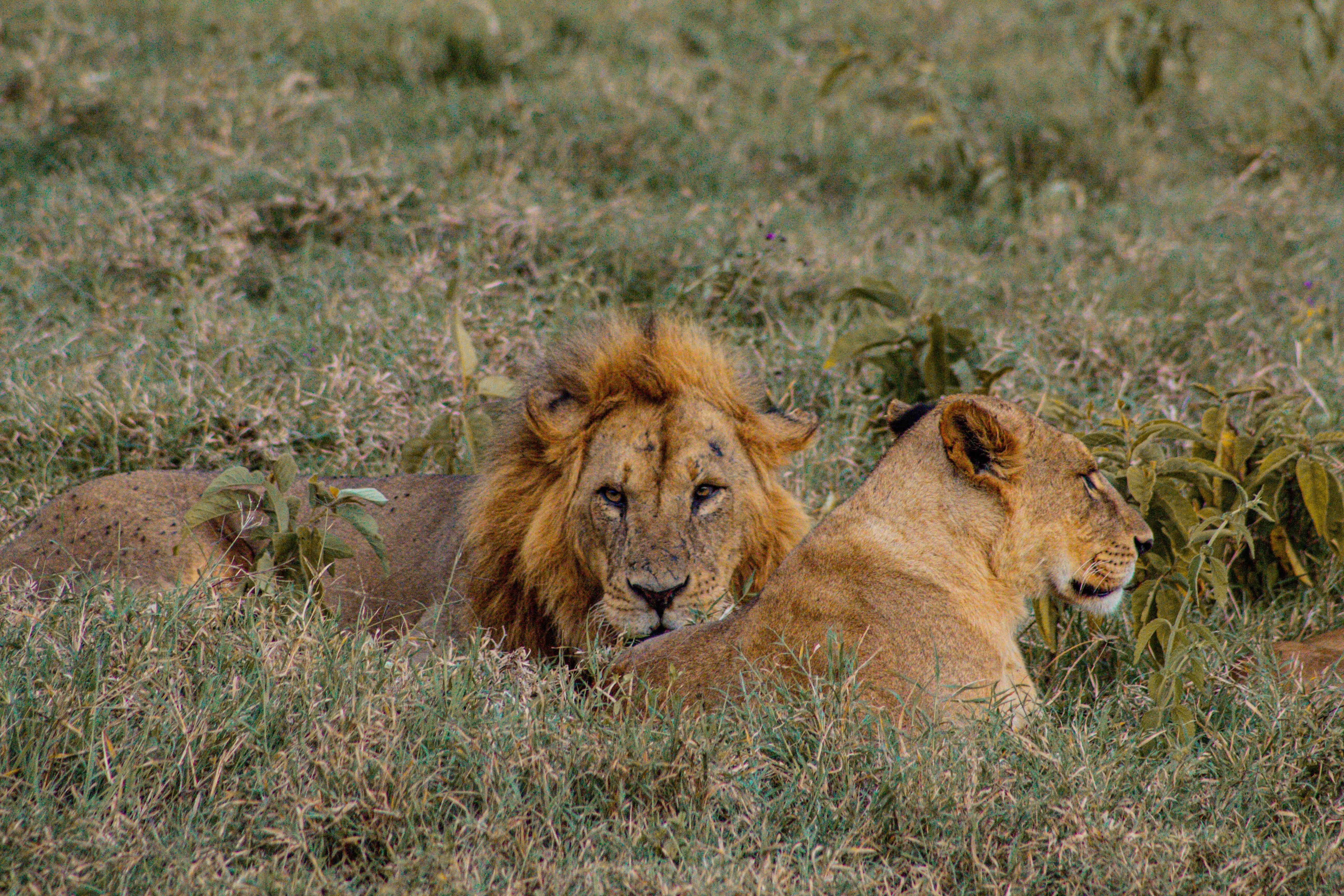 Lion and Lioness in Masai Mara | Two lions resting in tall grass