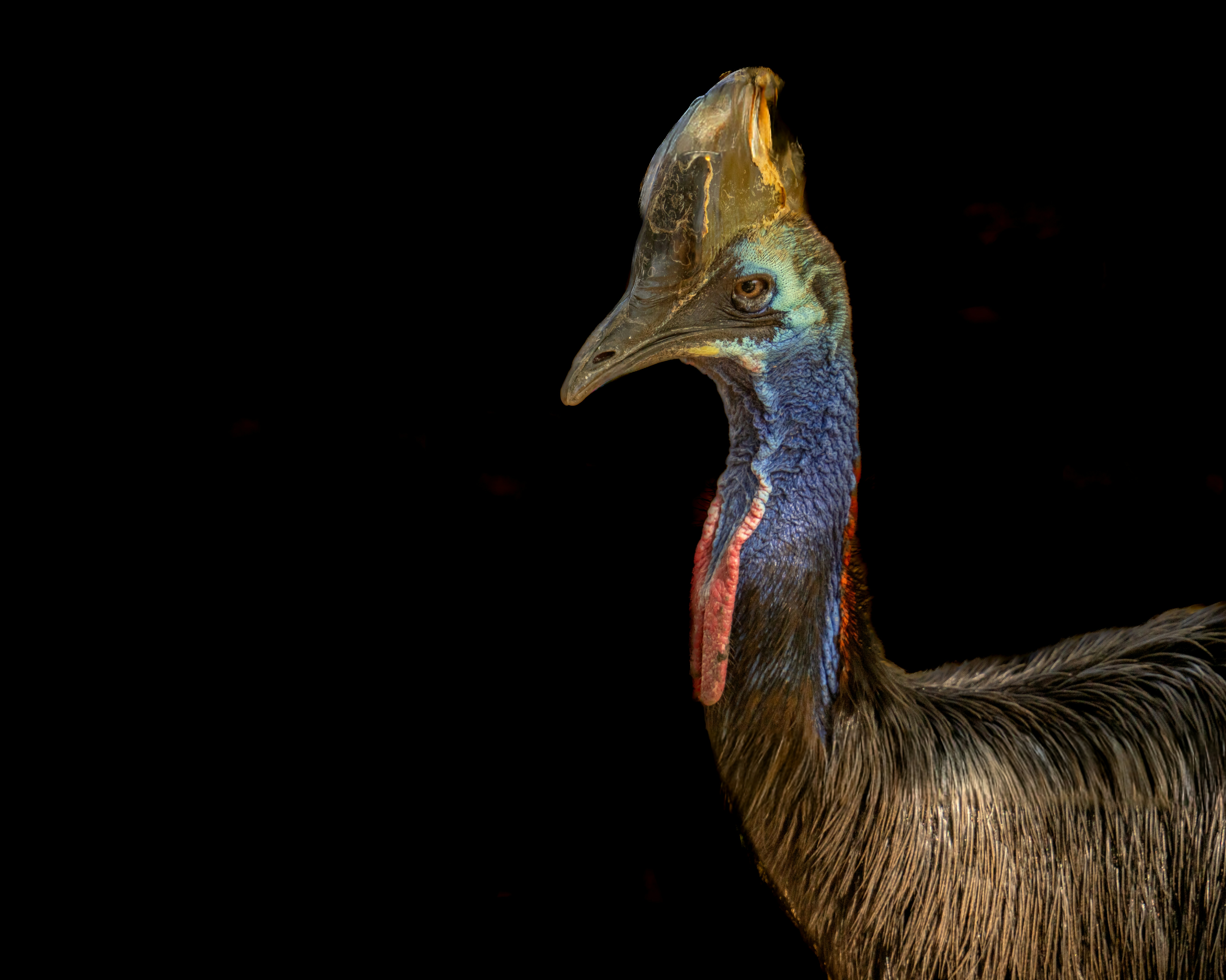 Close-up of a cassowary showcasing its vibrant colors and unique features against a dark background.