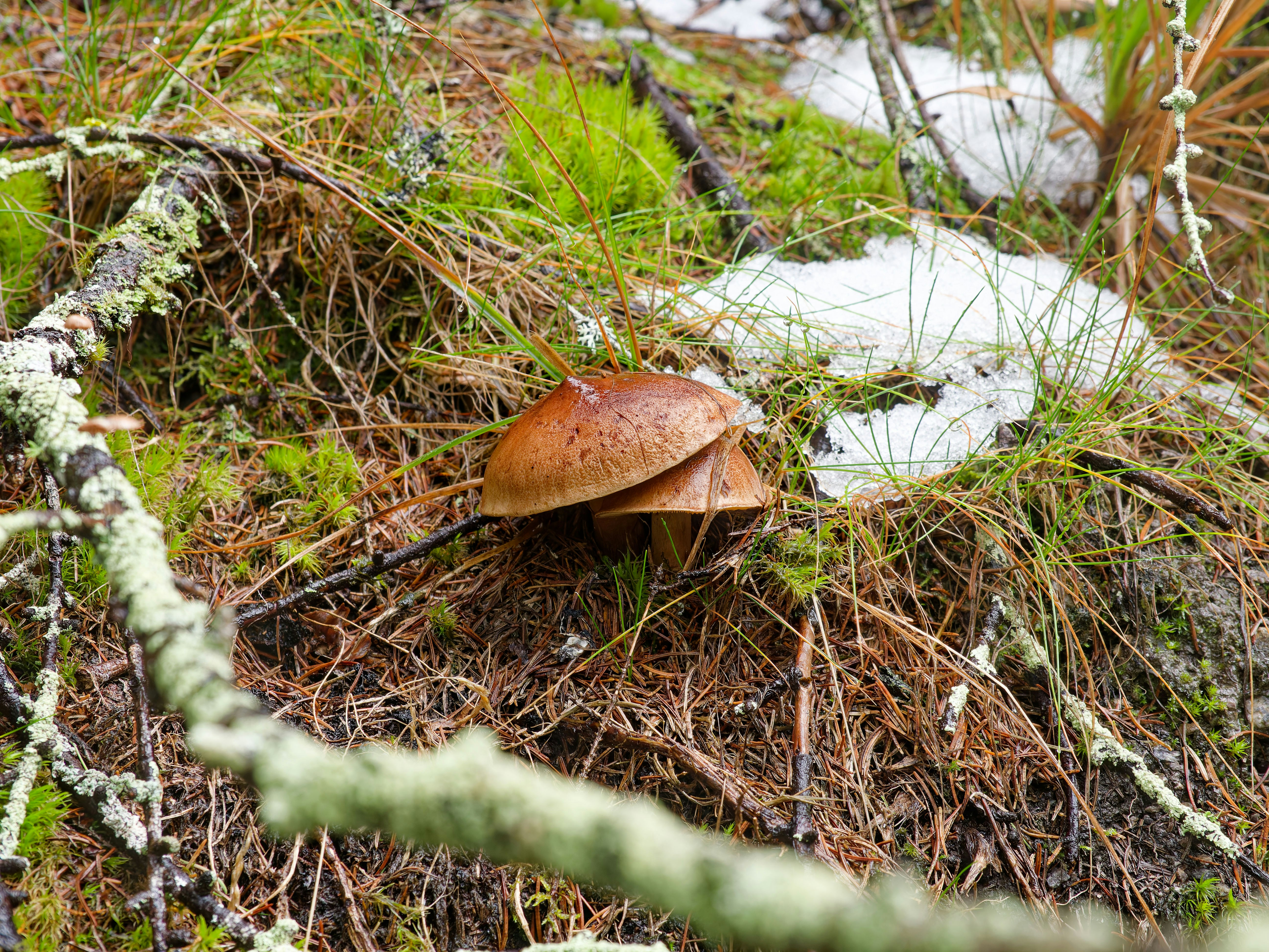 Brown mushroom nestled among pine needles and moss in a forest setting. Snow patches are visible in the background.
