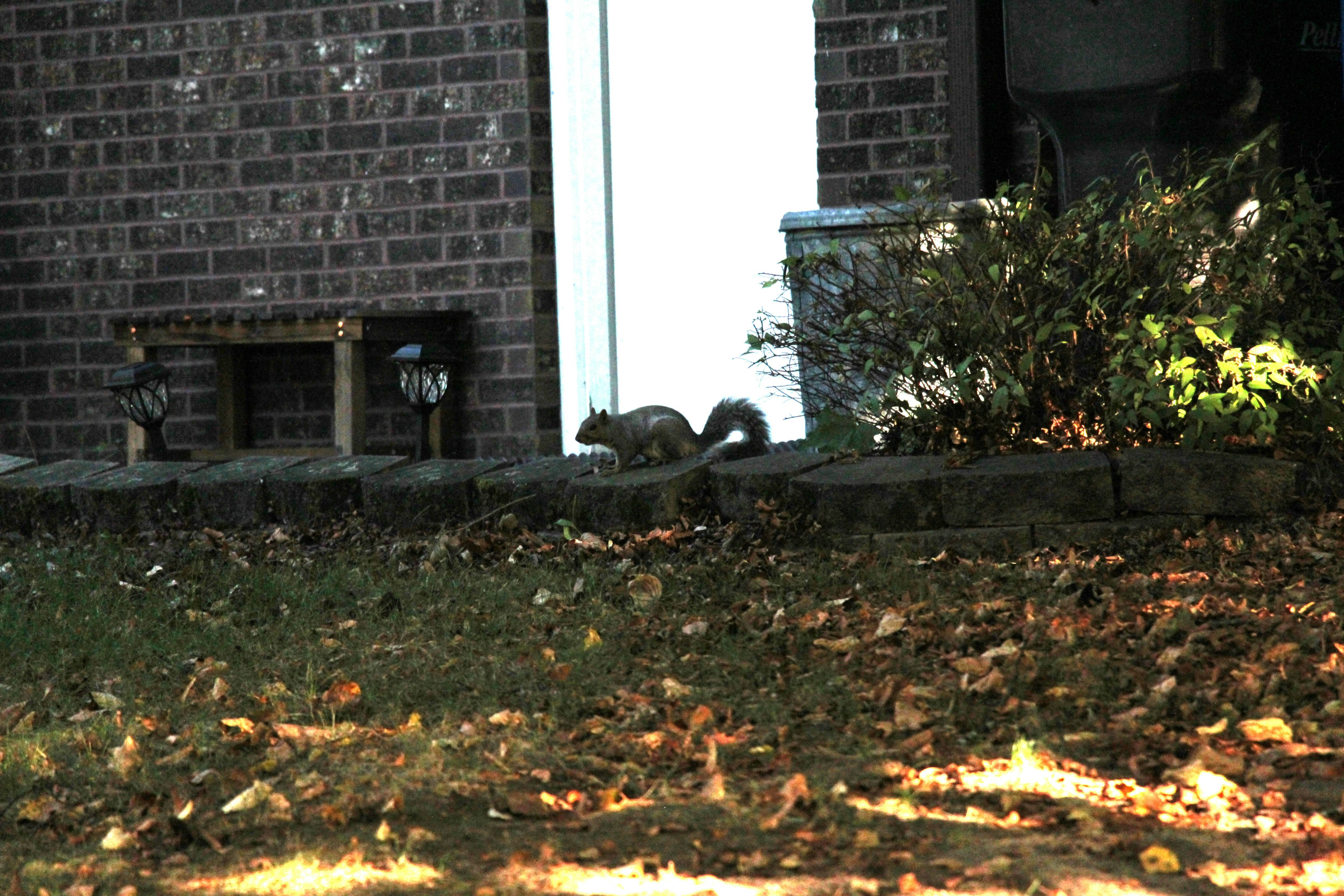Squirrel cautiously navigating a garden path adorned with fallen leaves, framed by a rustic brick wall and greenery.