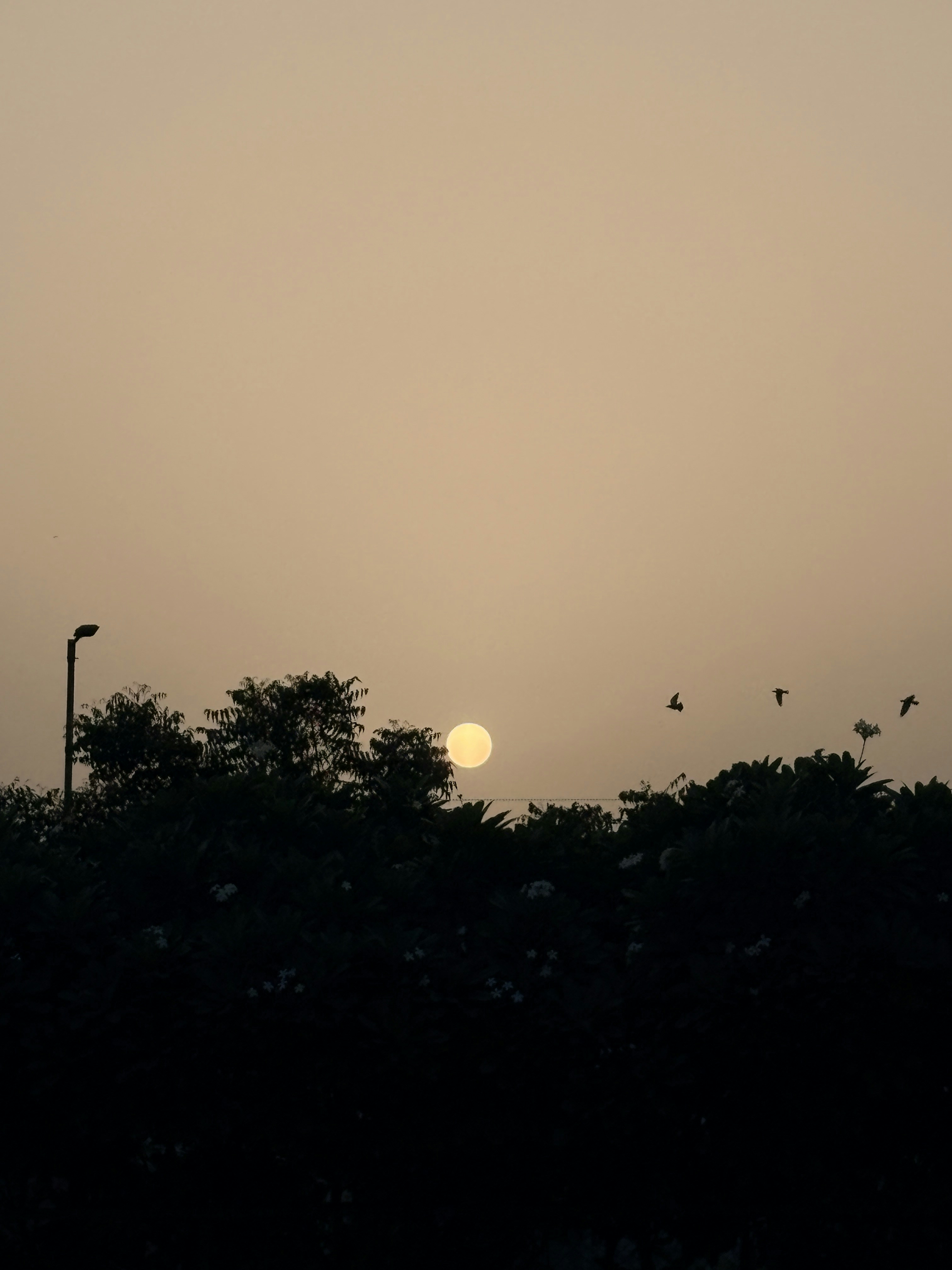 Sun on the Edge: A Dusk Horizon Framed by Silhouettes and Flight
