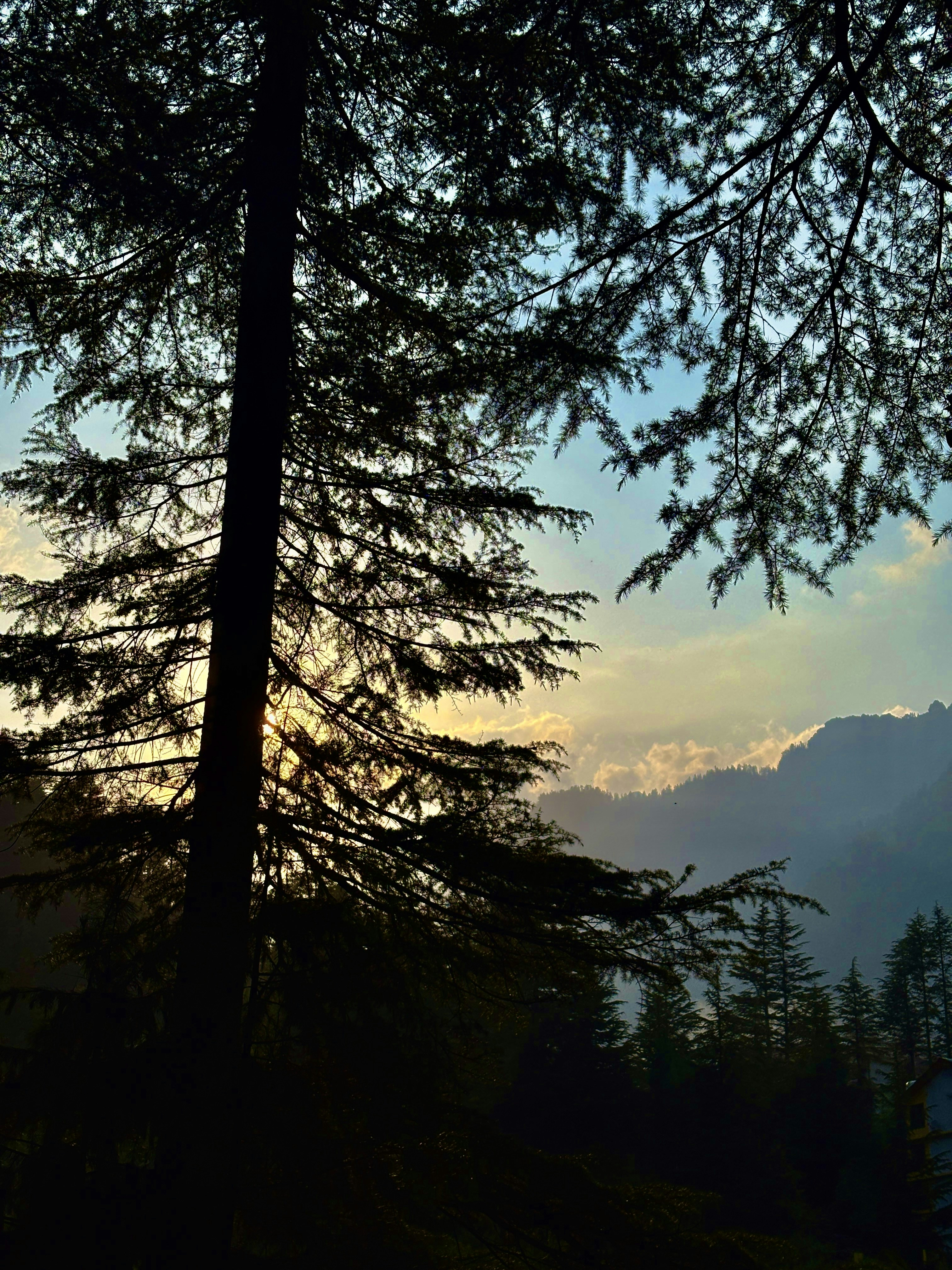 Dusk-inked Pines Against a Gold Horizon