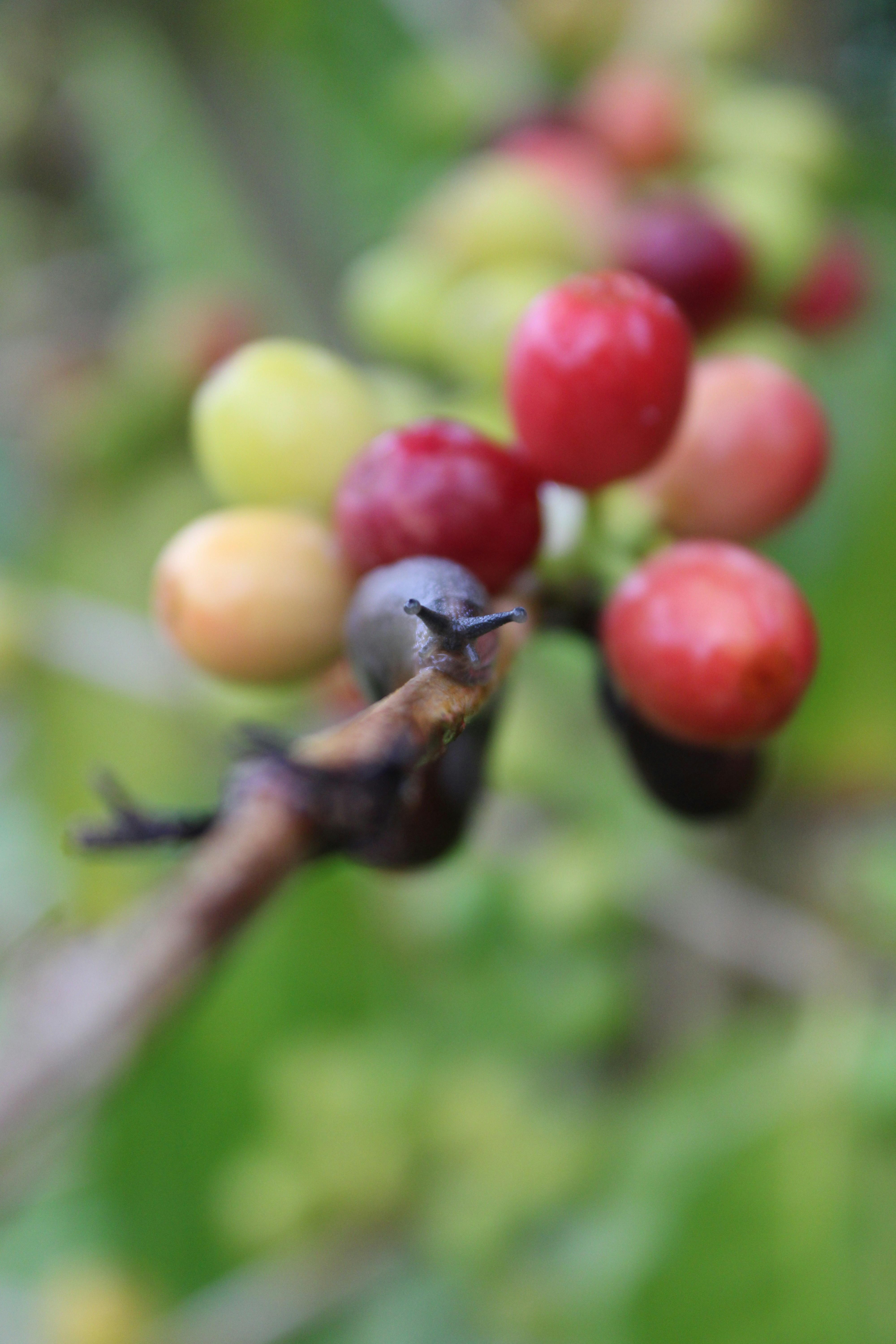 Crimson Orbs in Soft Focus: A Berry Portrait on a Branch