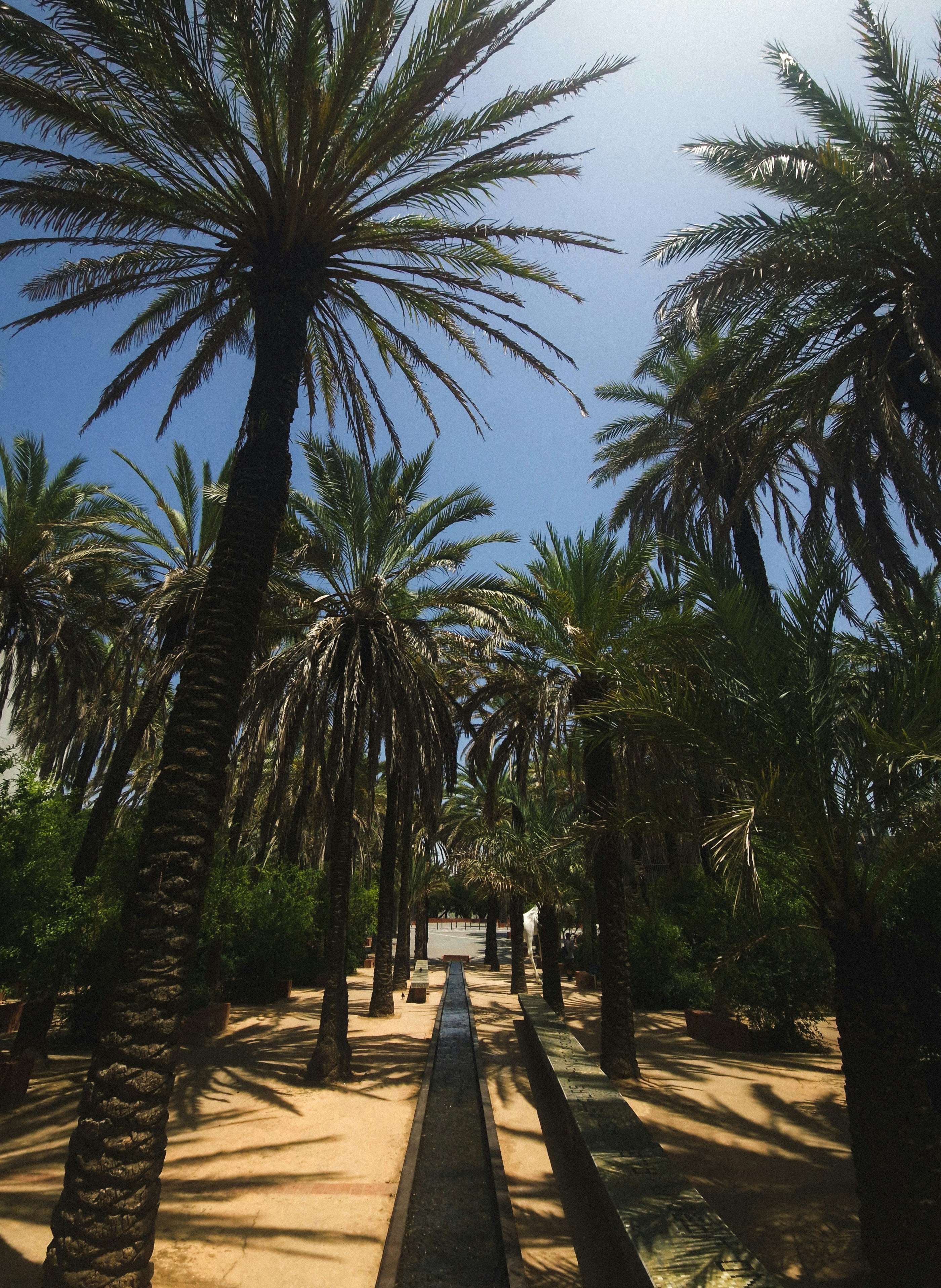 Palm trees line a sandy path with a water channel.