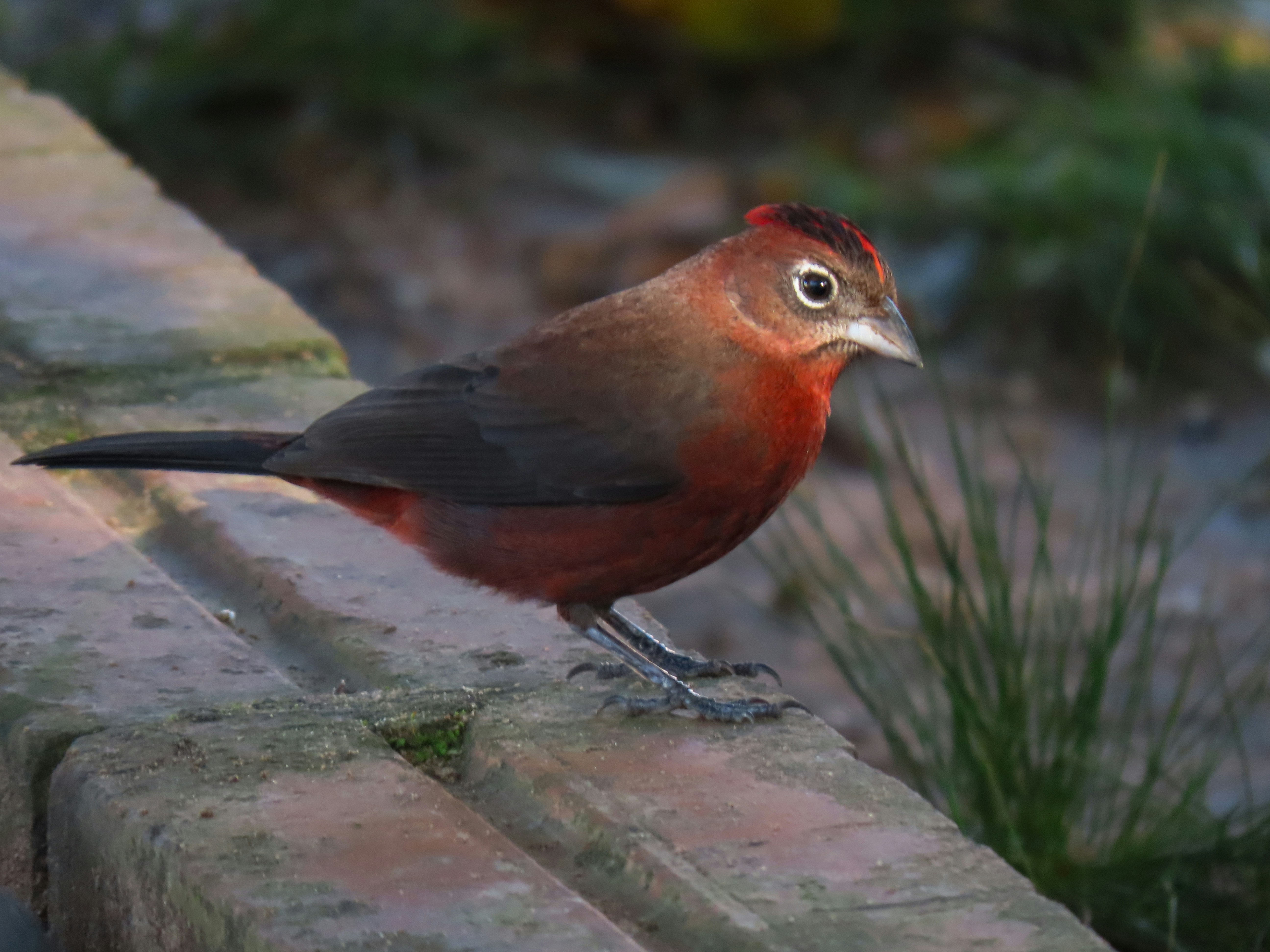 Crimson Feathered Sentinel on a Sunlit Path