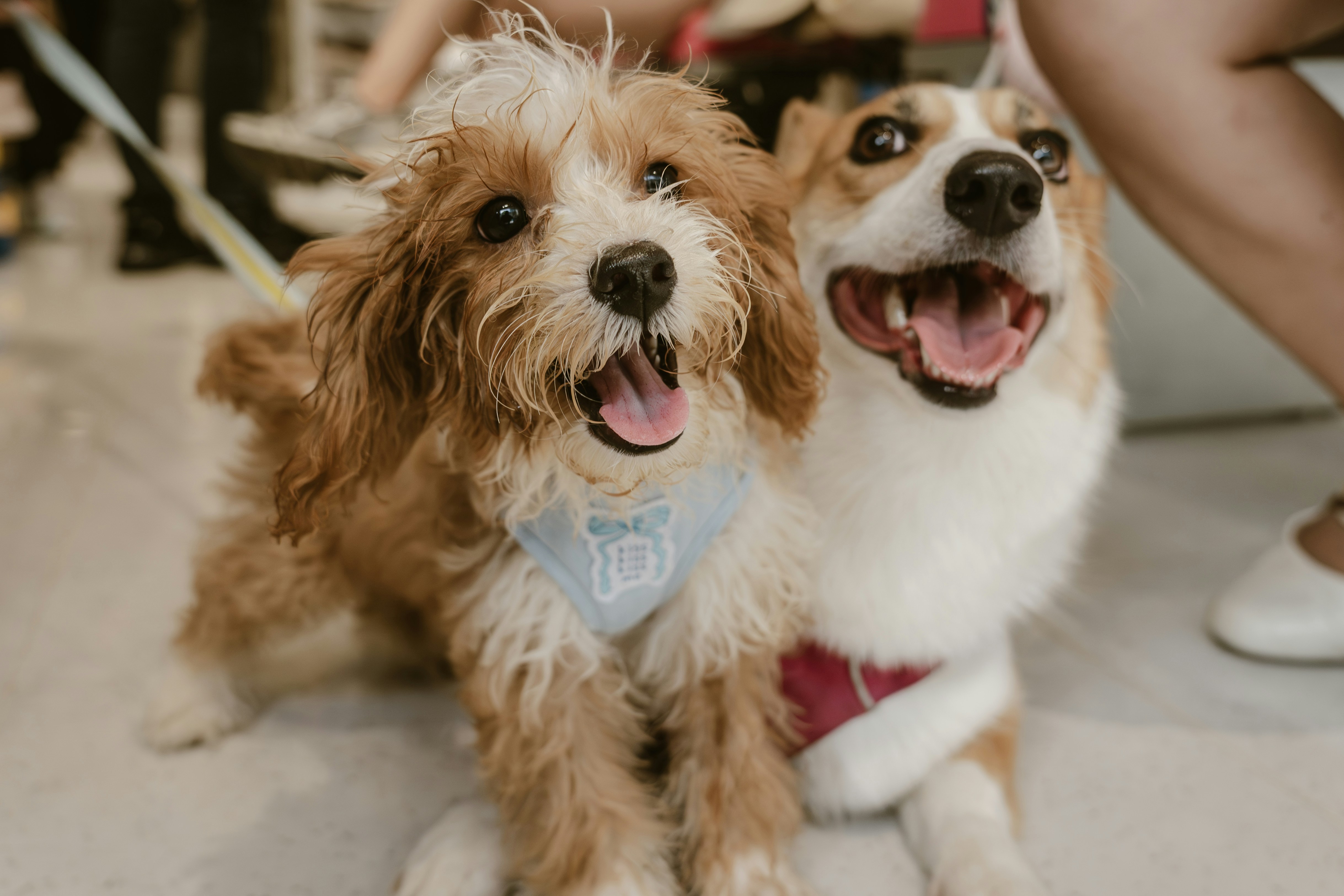 Joyful Companions: A Canine Encounter