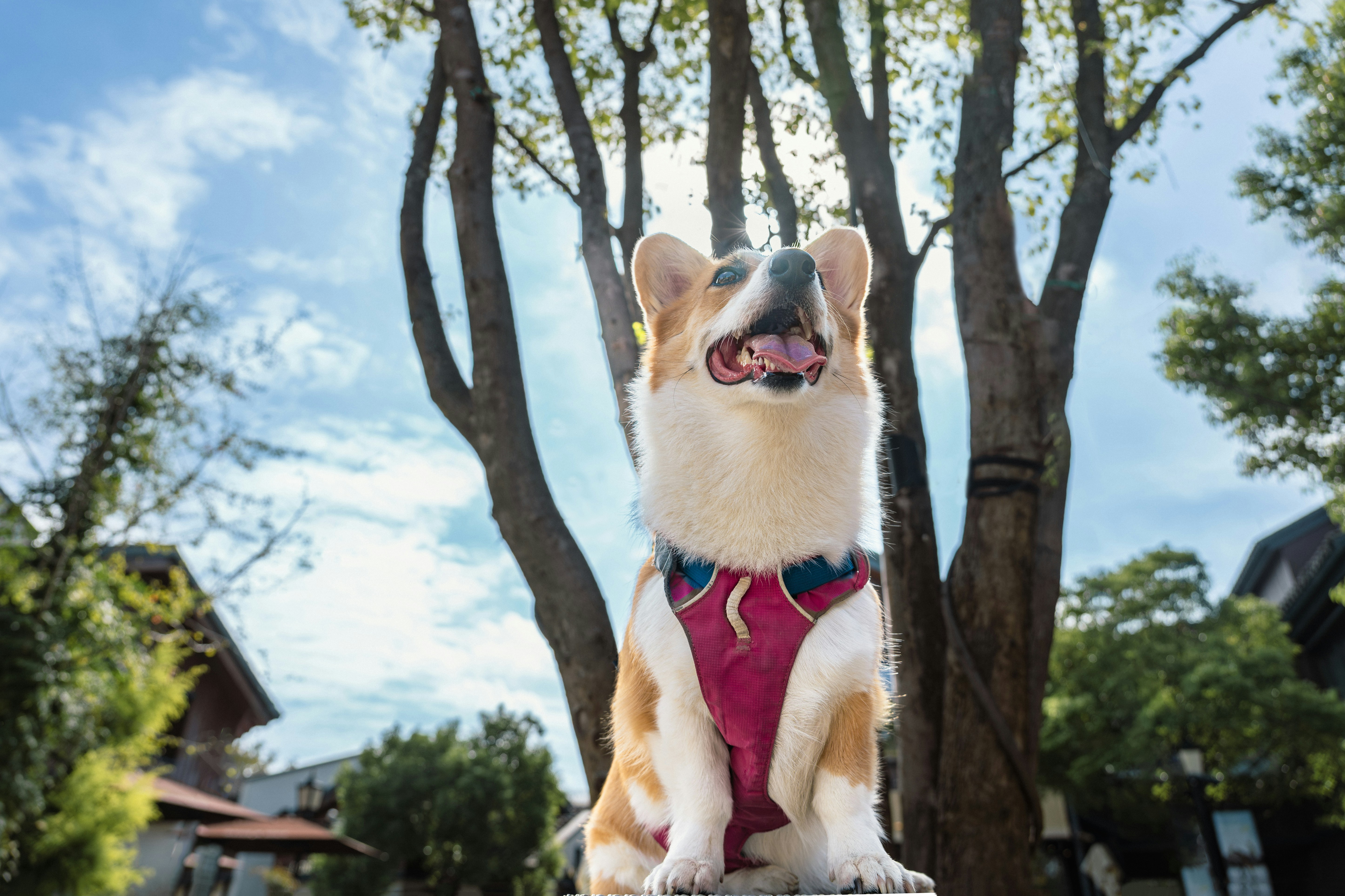 Corgi in the Canopy: A Playful Pause