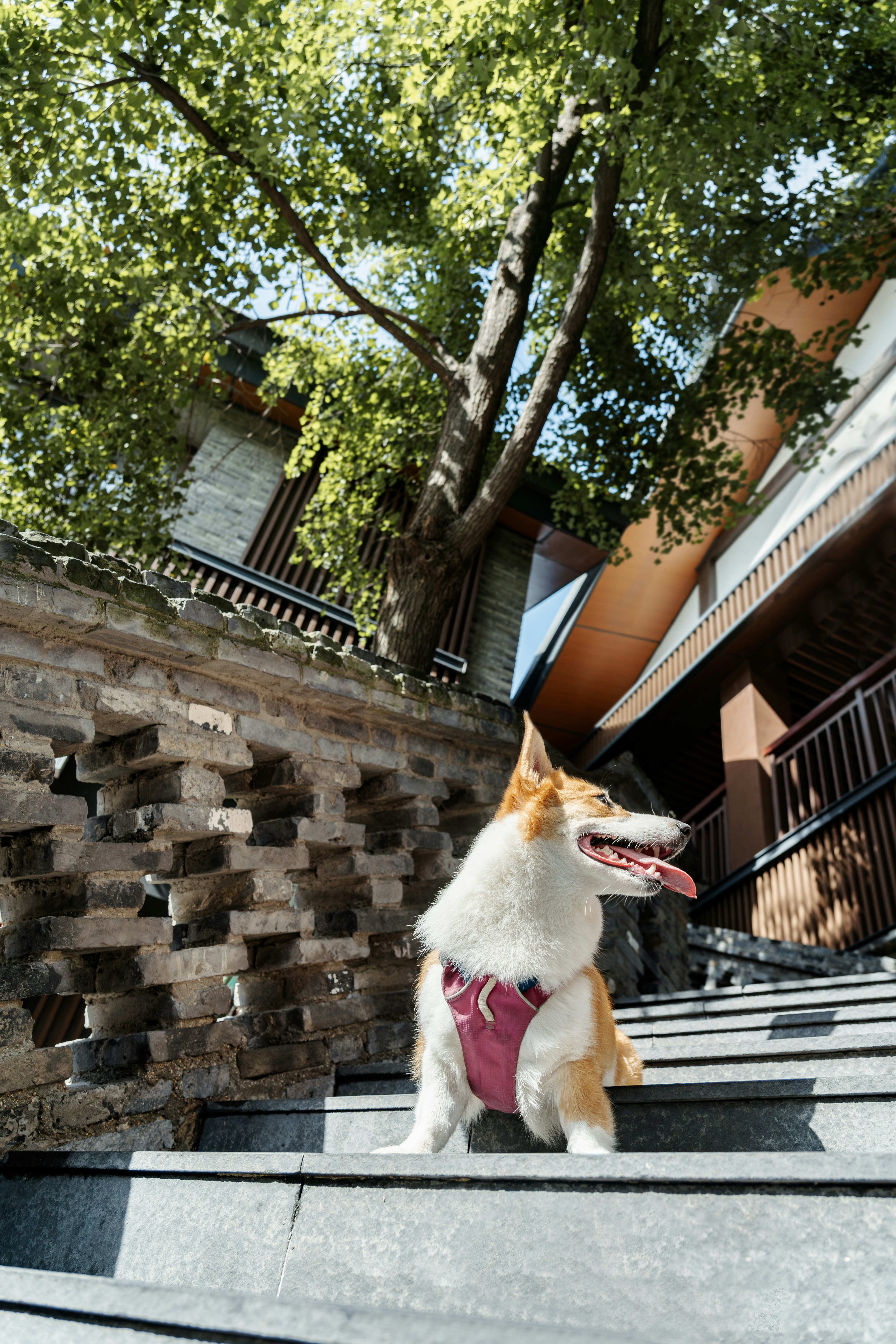 A Canine's Moment of Contemplation