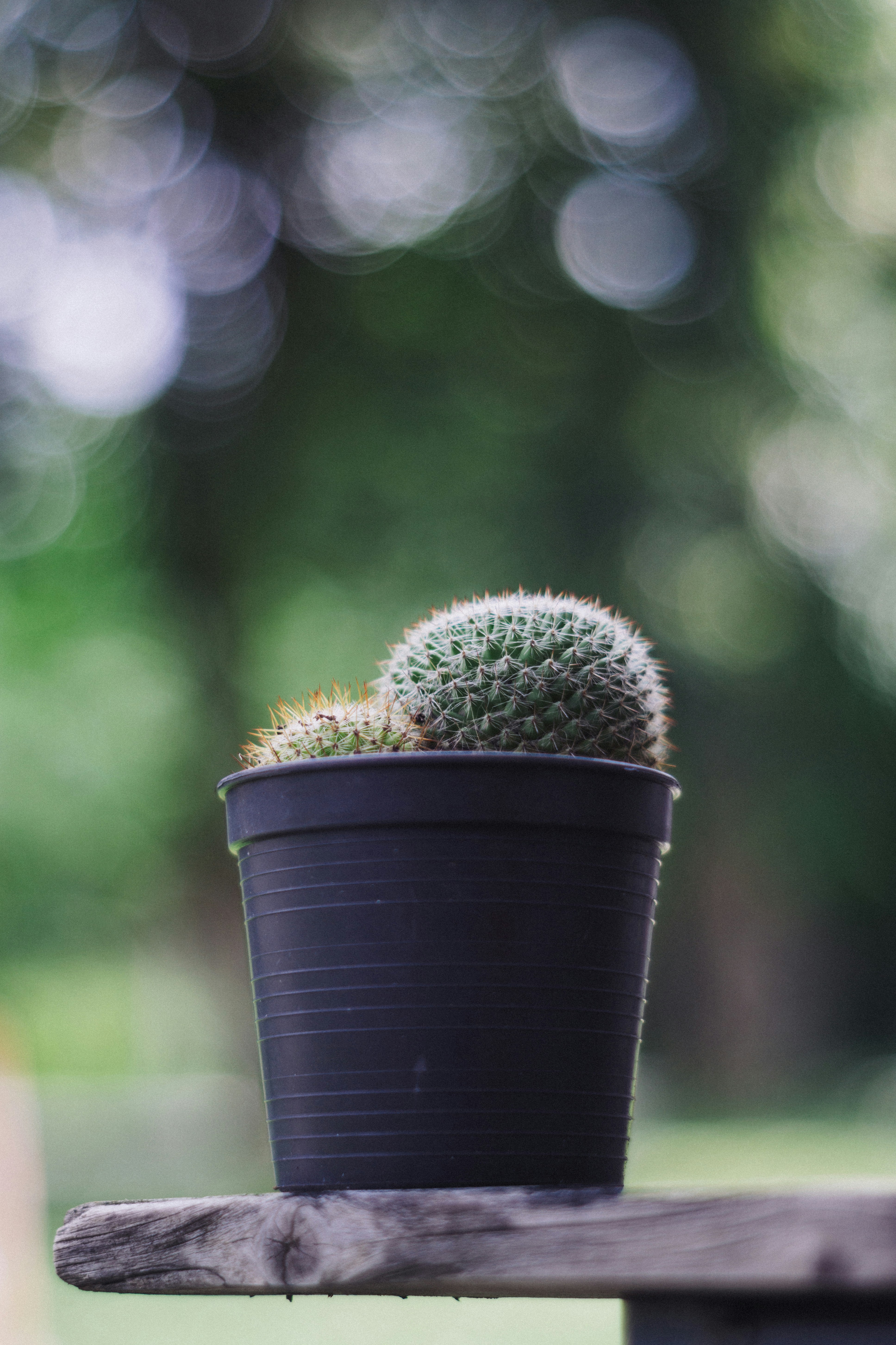 Two Tiny Cacti in a Matte Black Pot, Framed by Gentle Bokeh