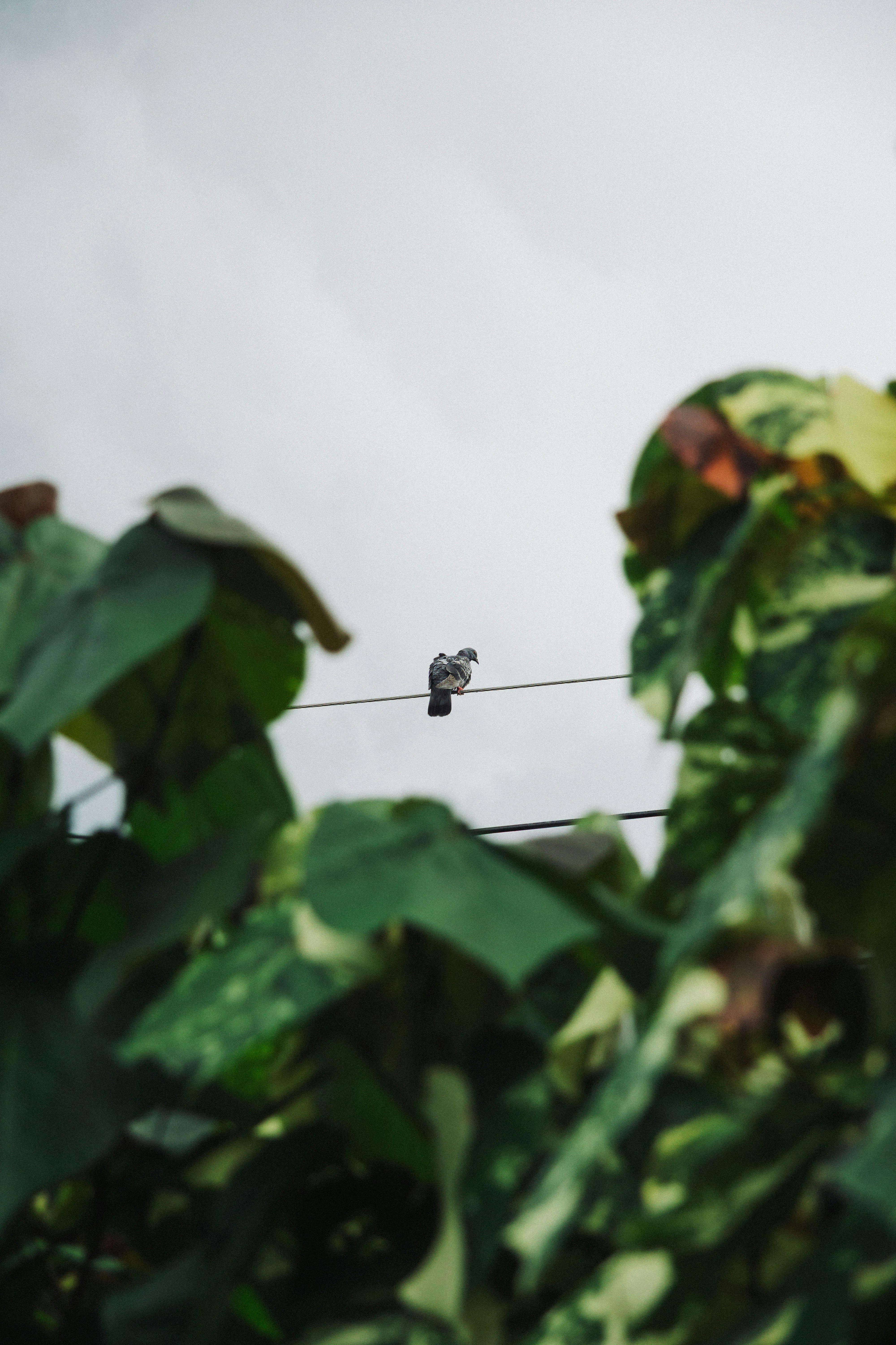 Wirebound Watcher: A Small Bird Framed by Leafy Veils