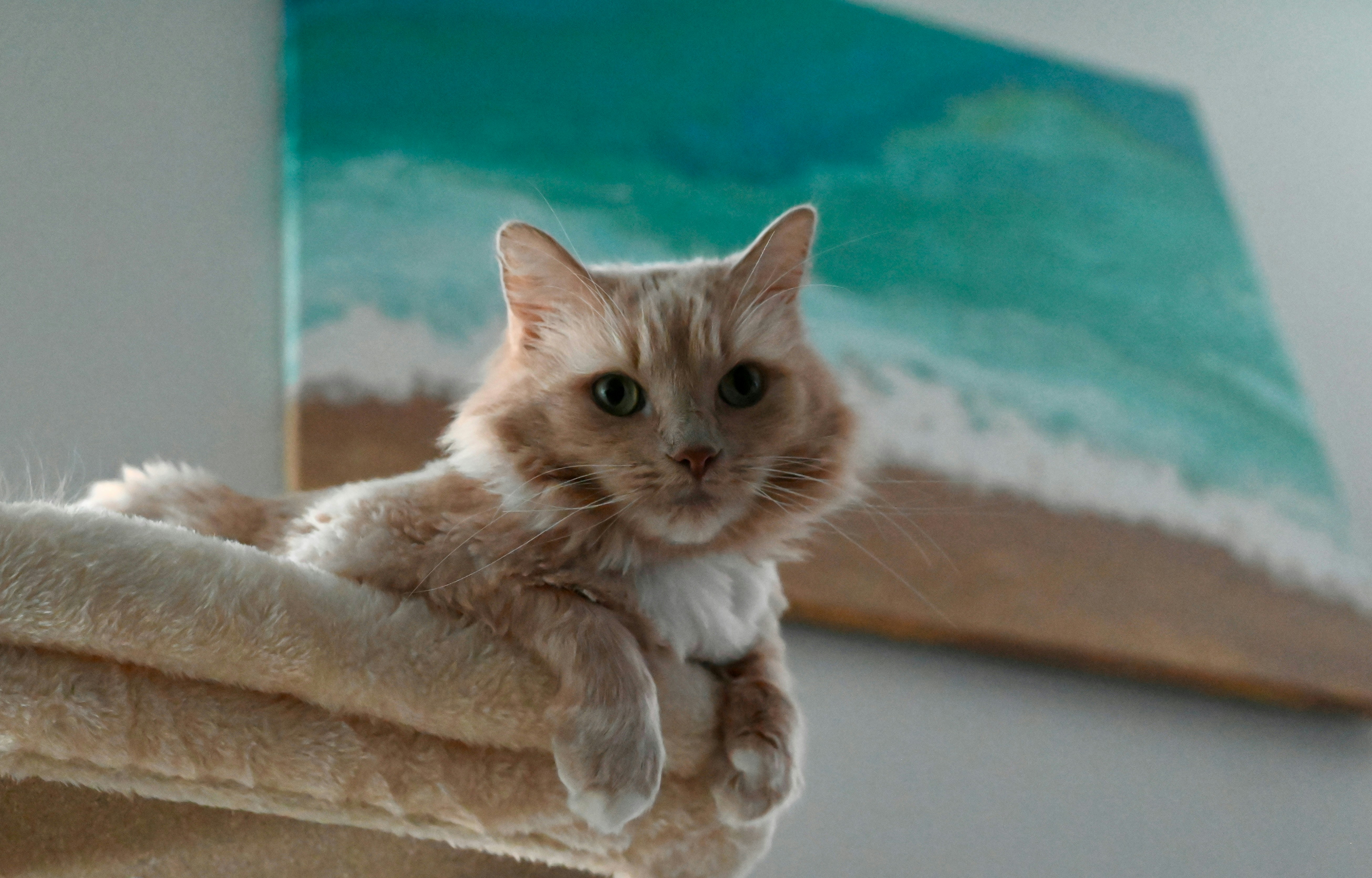 A Feline's Coastal Retreat