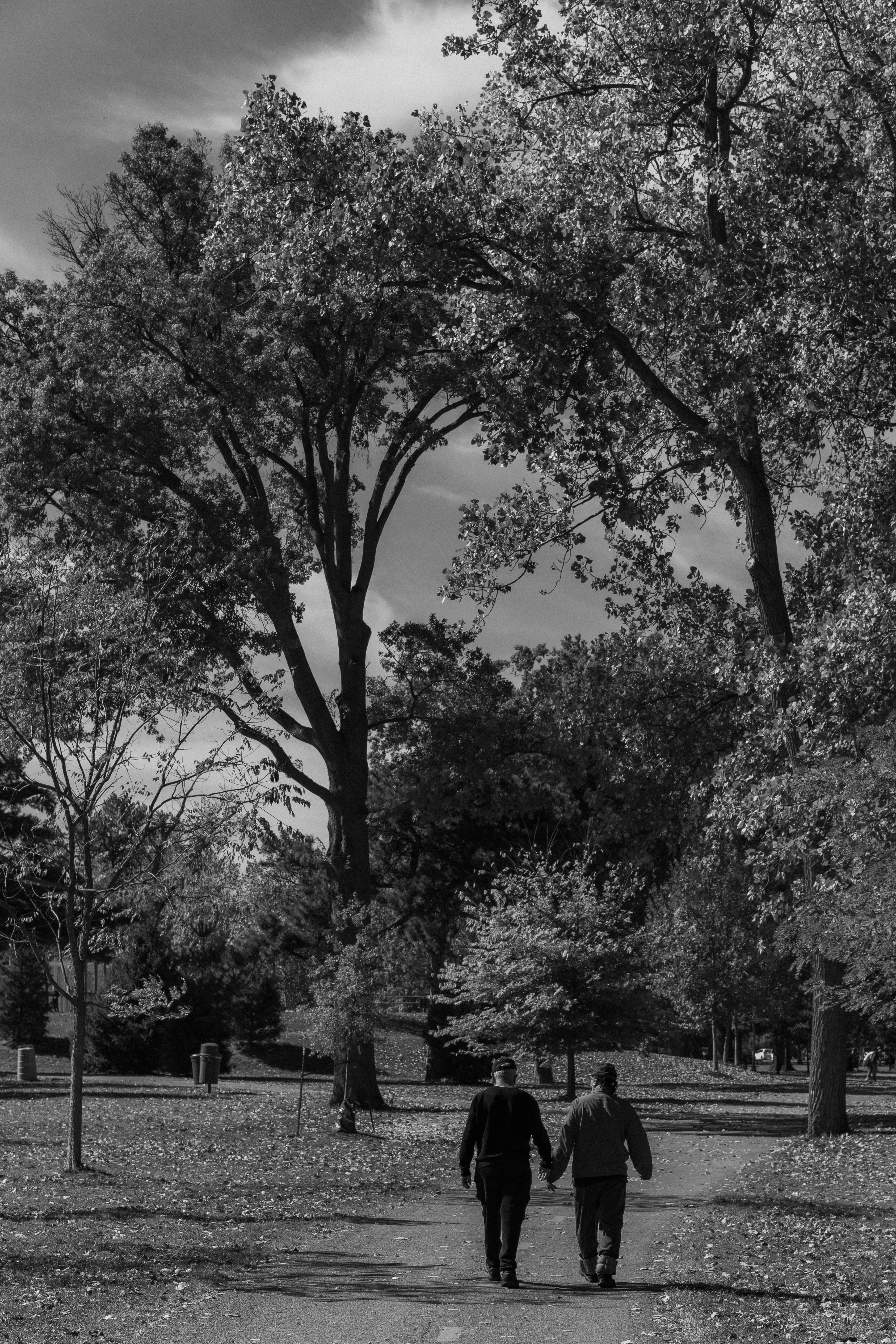 Two individuals stroll hand-in-hand along a leaf-strewn path, framed by towering trees under a moody sky.
