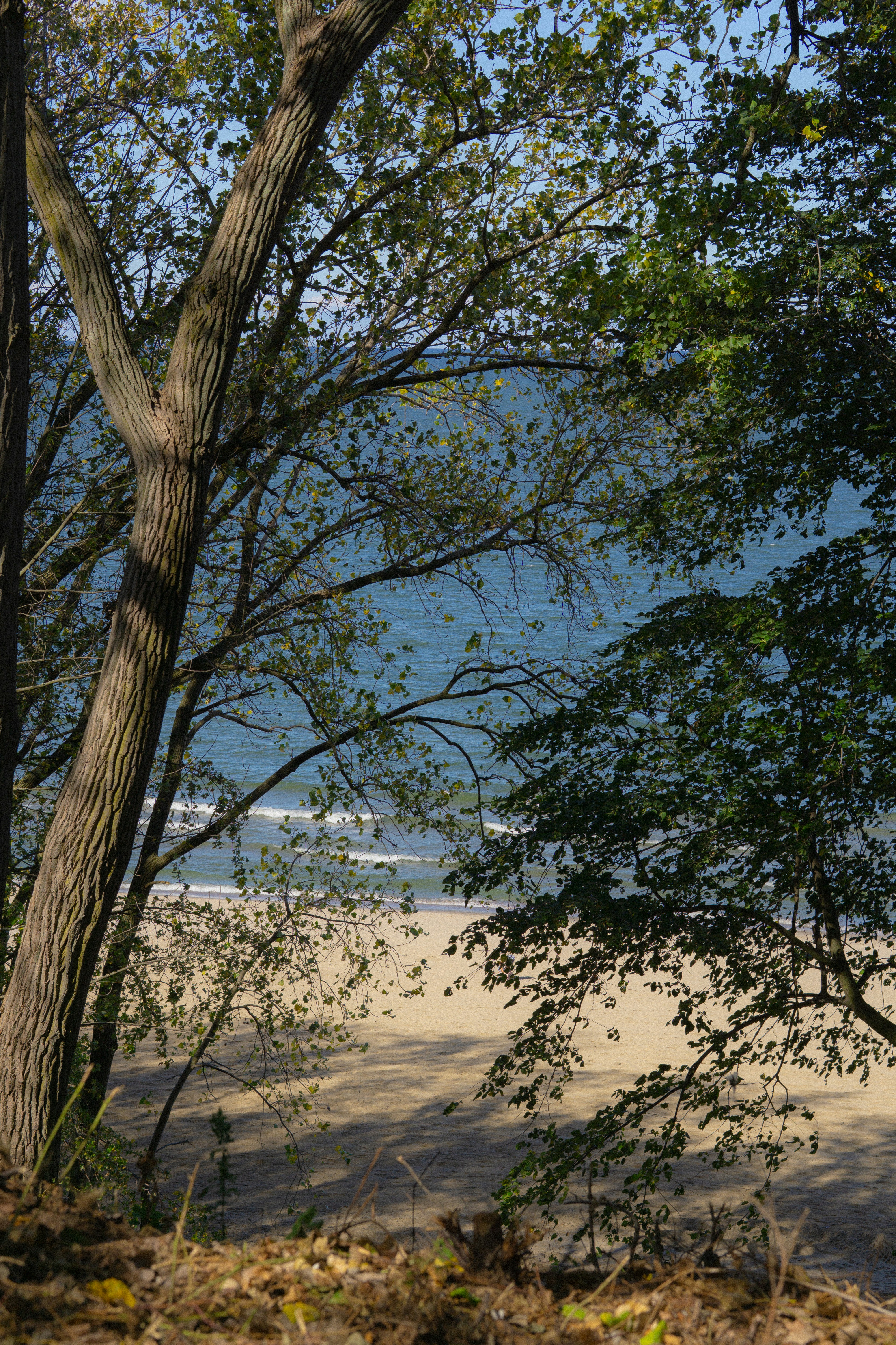 View of a tranquil beach framed by trees, highlighting the gentle waves and sandy shore. The scene captures a peaceful moment in nature.