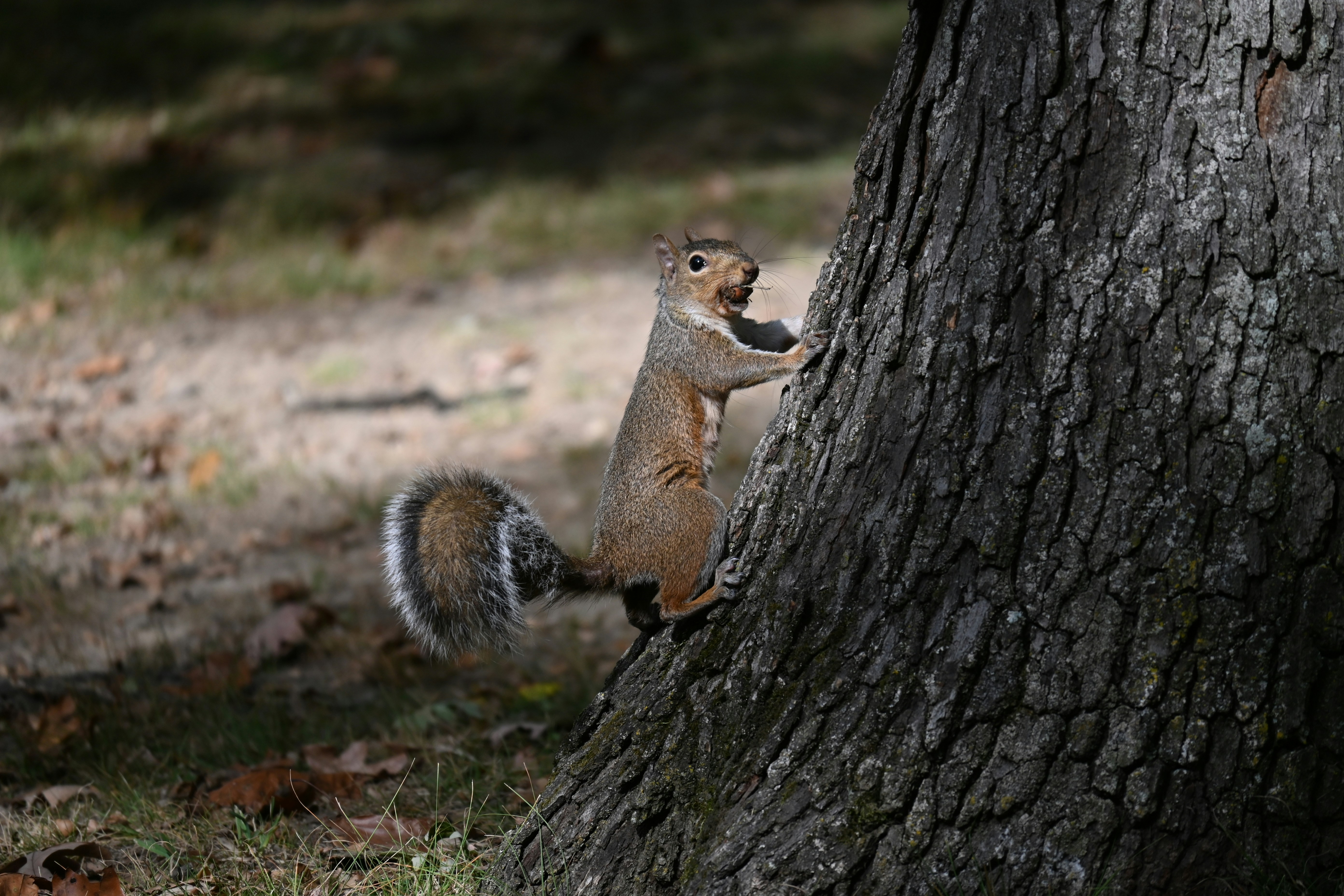 Squirrel holding a nut on a tree