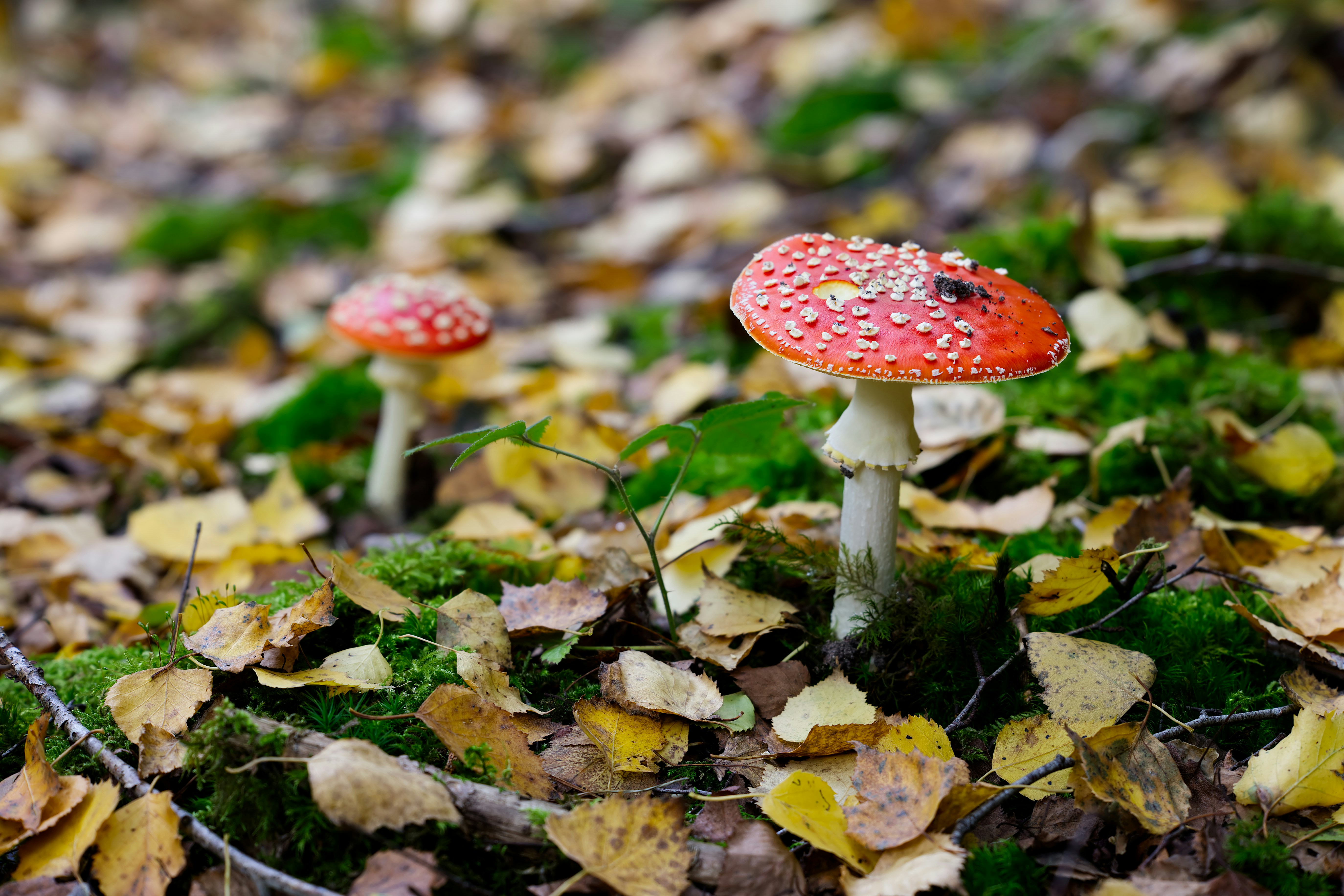 Red-Capped Sentinel: Amanita Among Fall Leaves