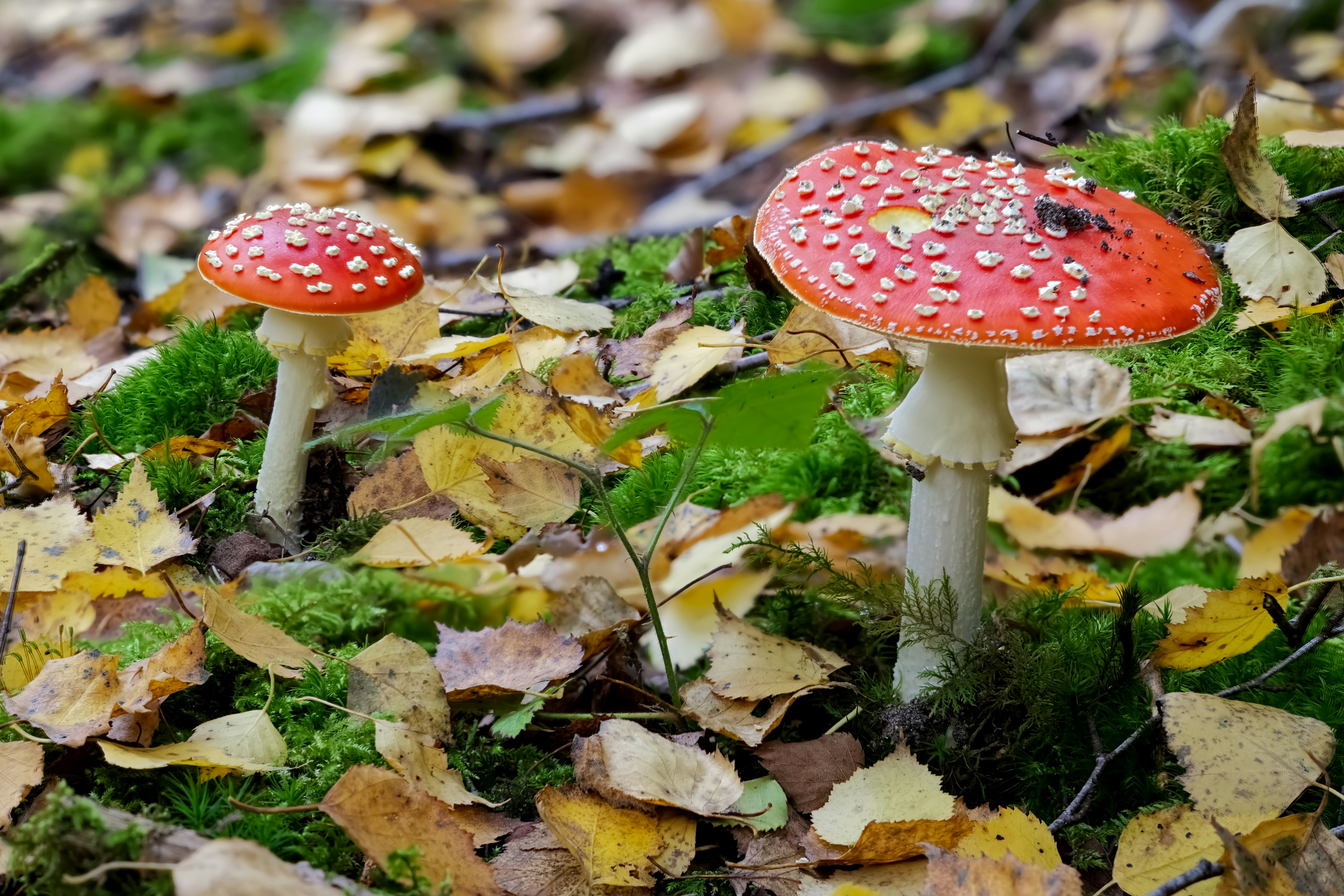 Whispers of Autumn: The Enchanted Mushroom Duo