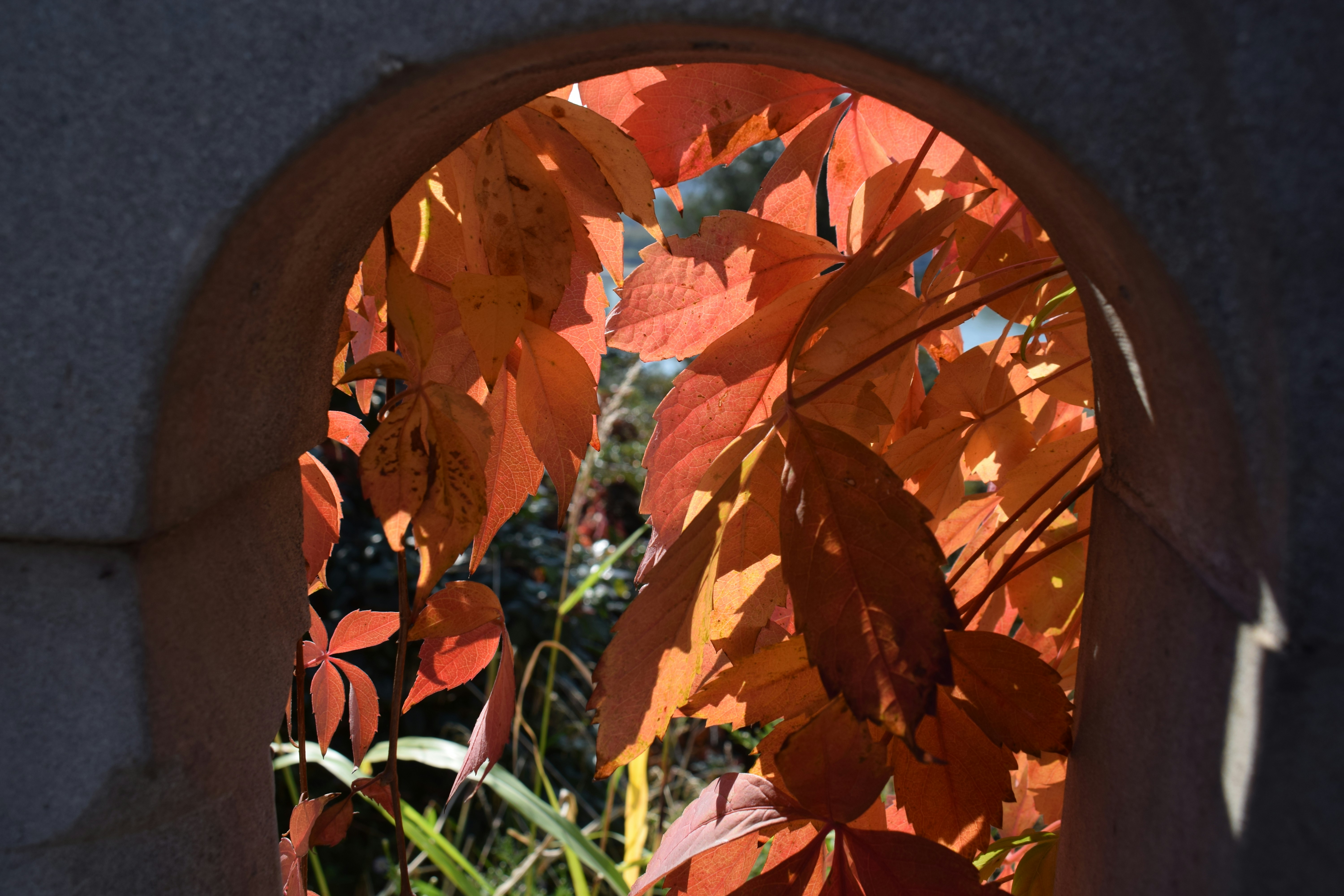 Autumn's Embrace Through the Archway