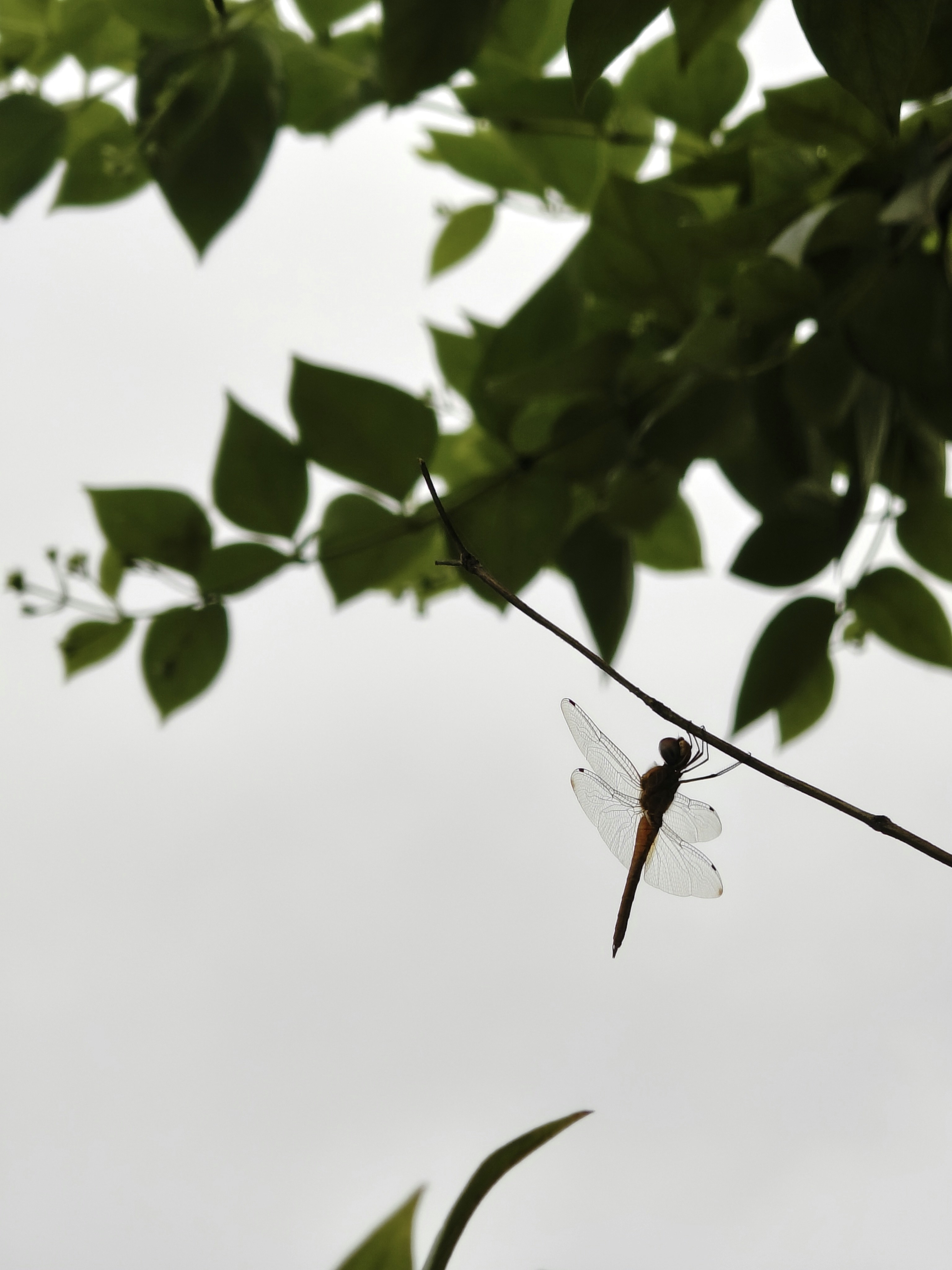 A delicate dragonfly perched on a slender branch, framed by lush green leaves against a soft gray sky.