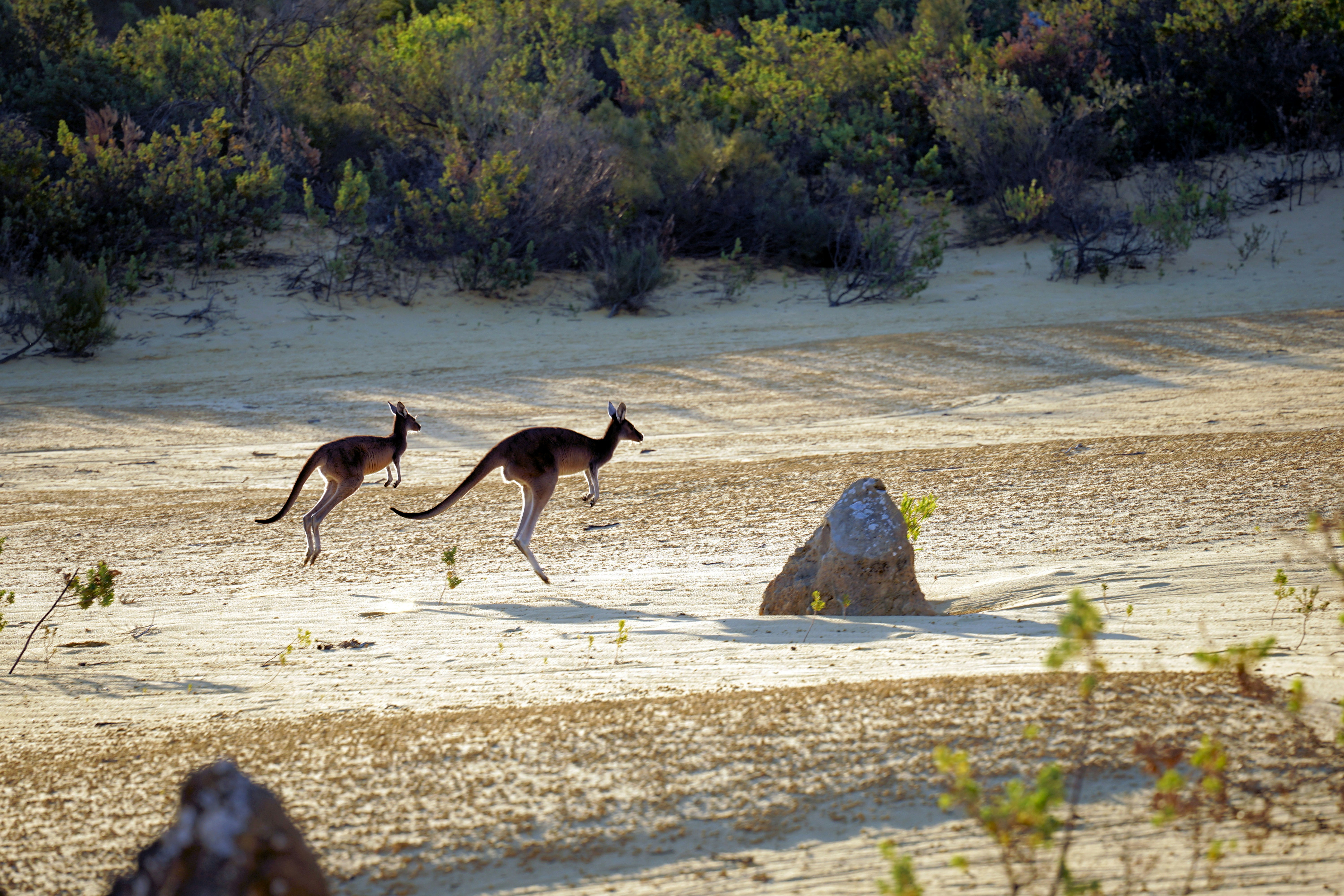 Dancing Shadows of the Outback