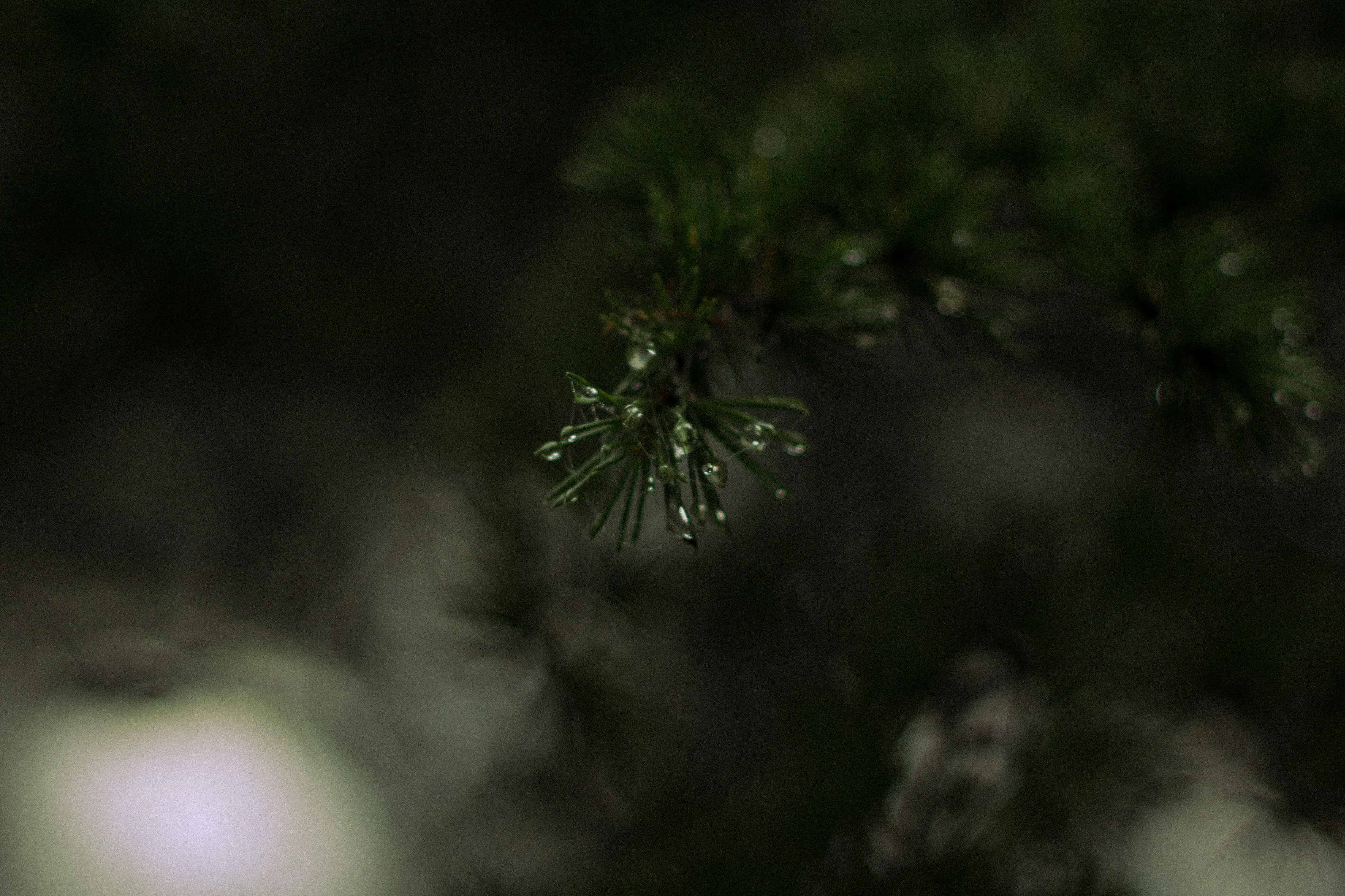 Dew-Glint on a Lone Pine Needle in Velvet Darkness