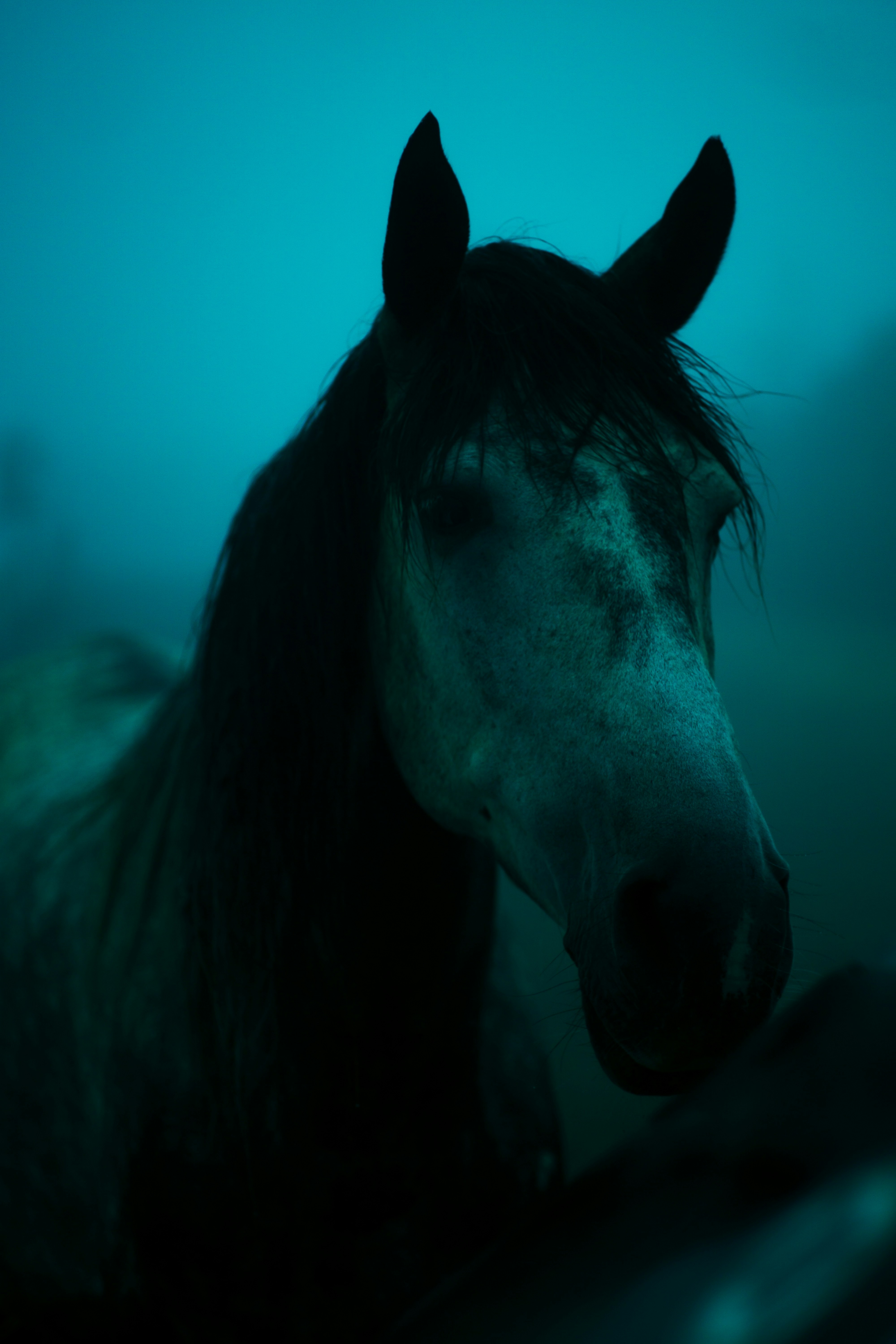 Whispers of the Mist: A Horse's Gaze