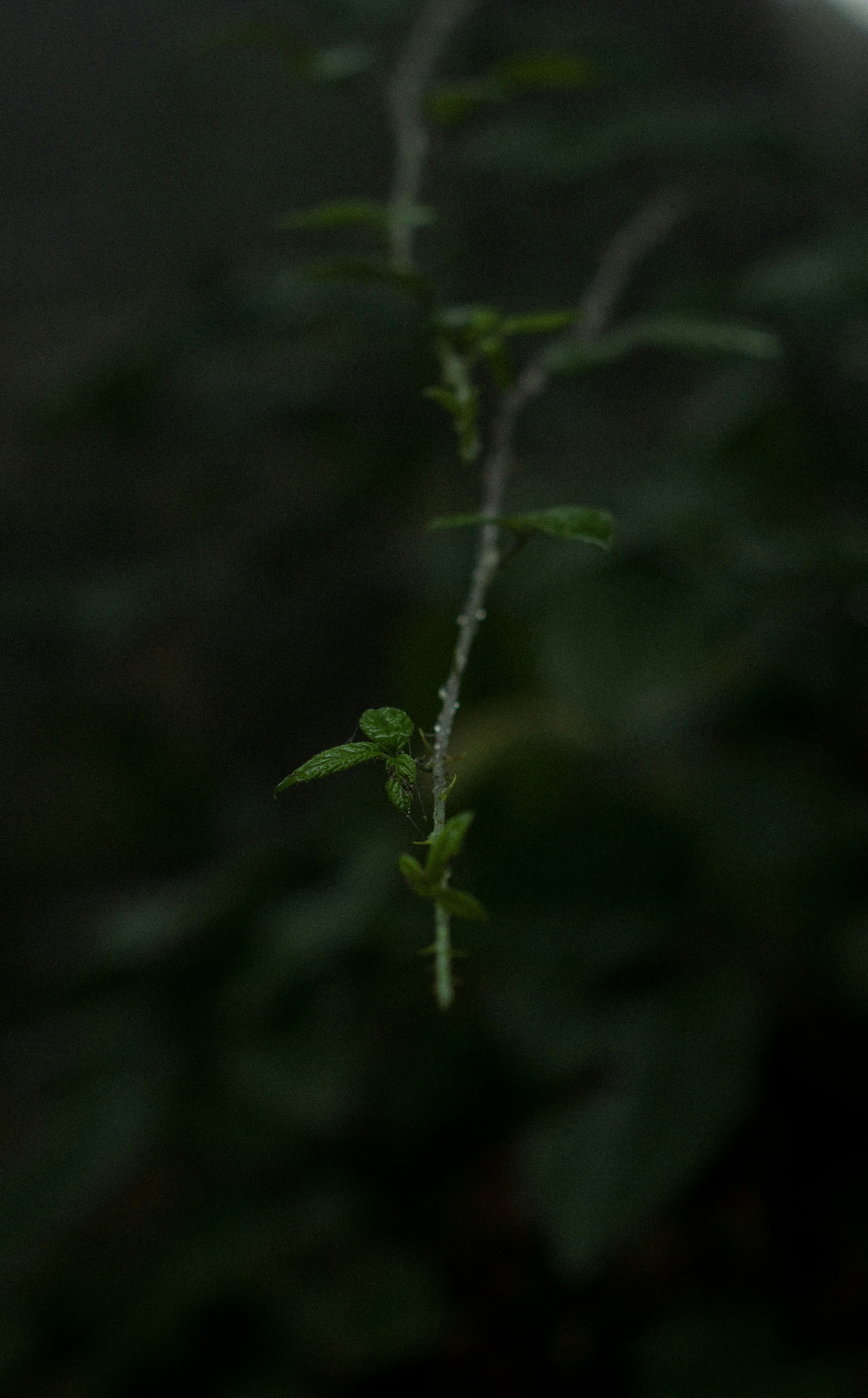 A thin branch with small green leaves and thorns.
