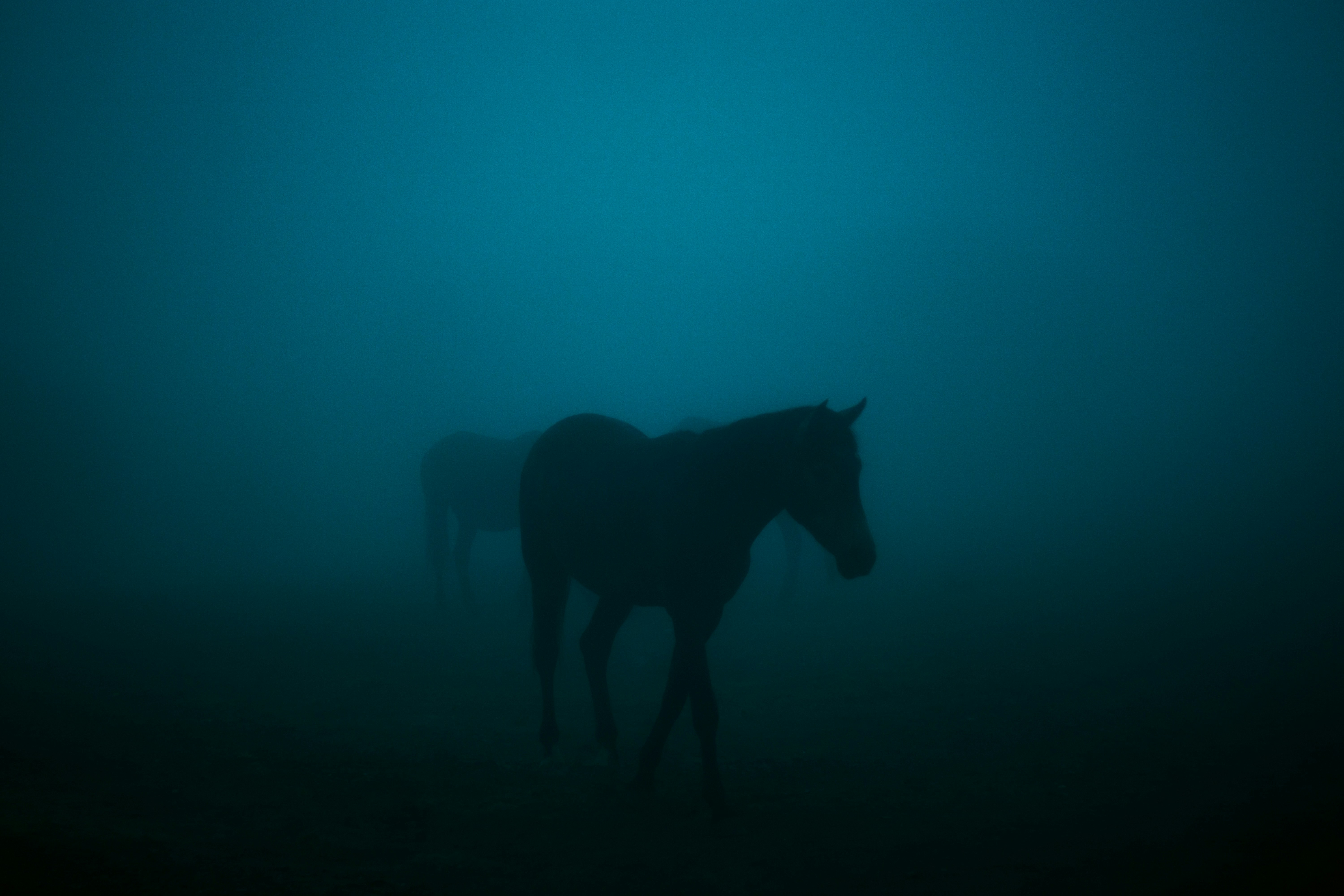 Blue Veil at Dusk: Silhouetted Horses in Quiet Fog