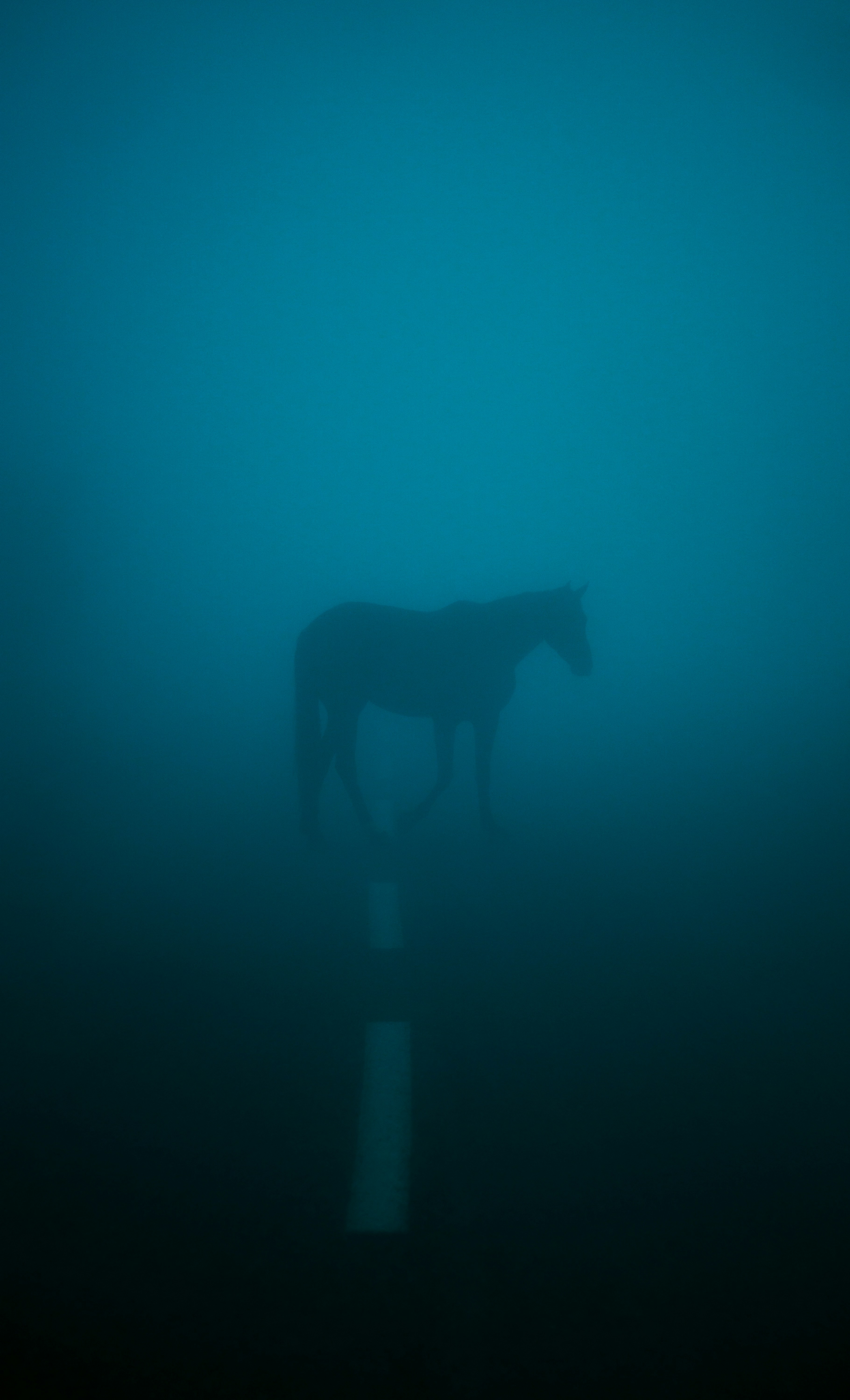Phantom Steed in the Mist