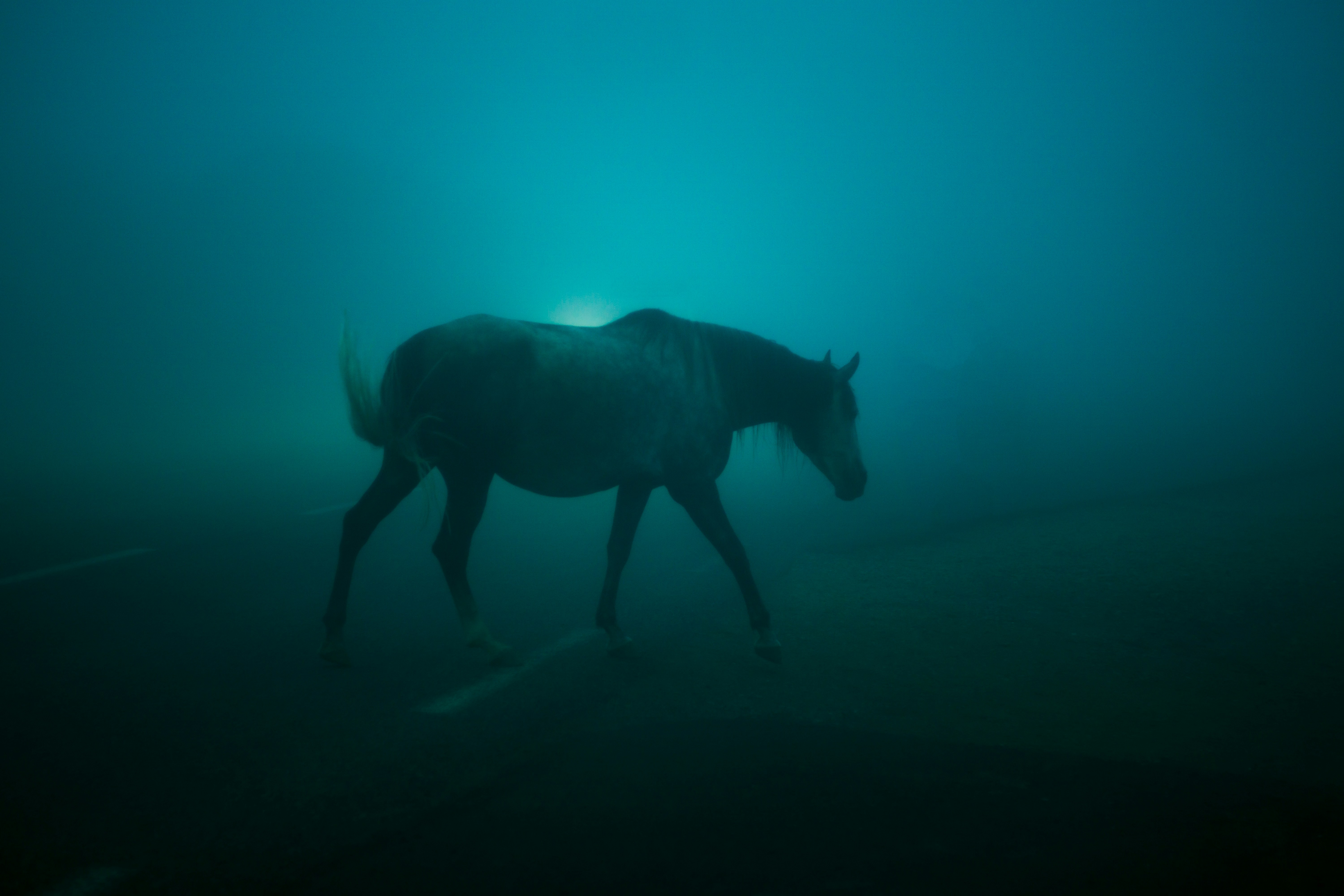 Submerged Equine in a Lantern-Blue Abyss