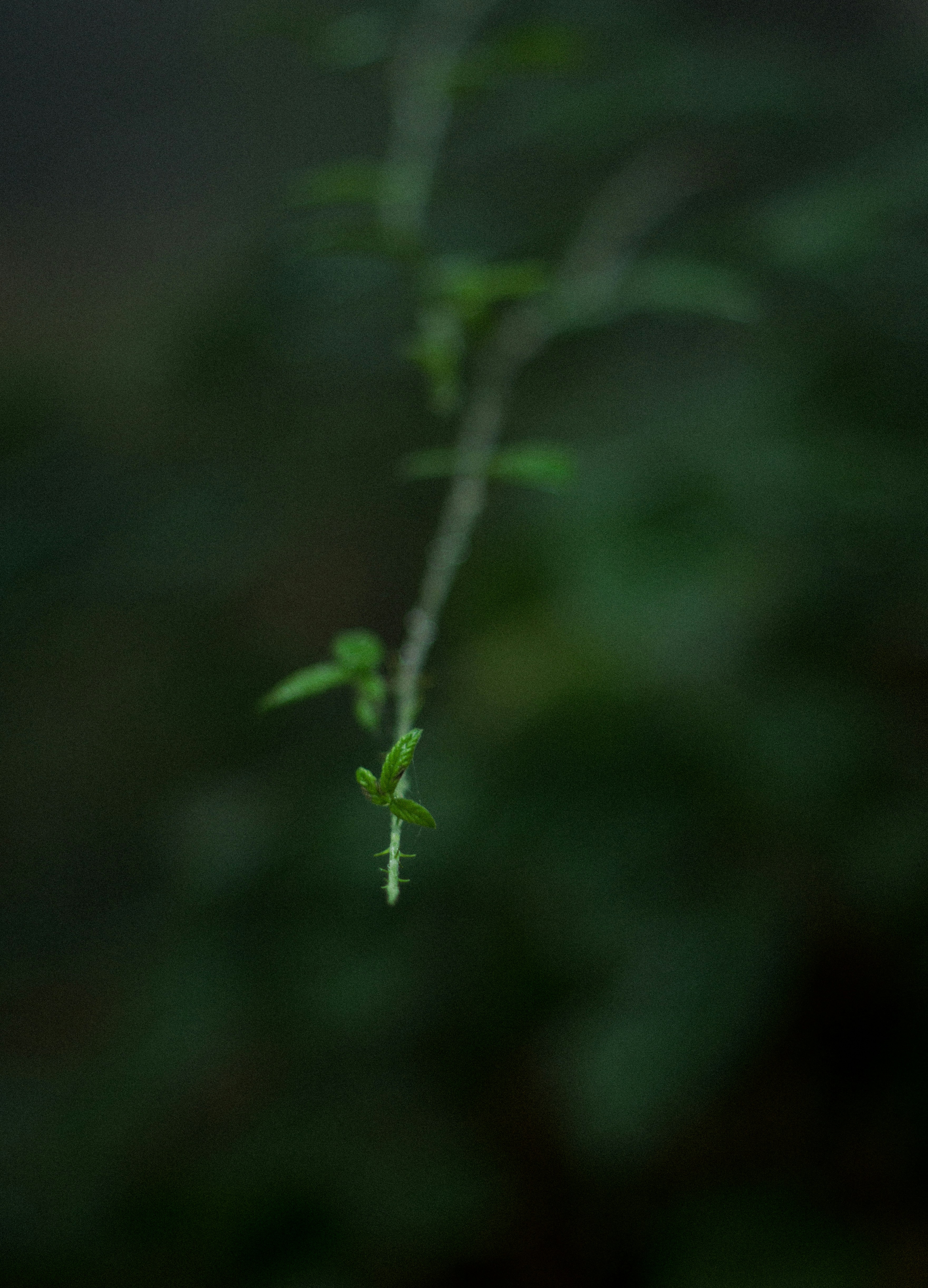 A delicate green sprout on a dark background