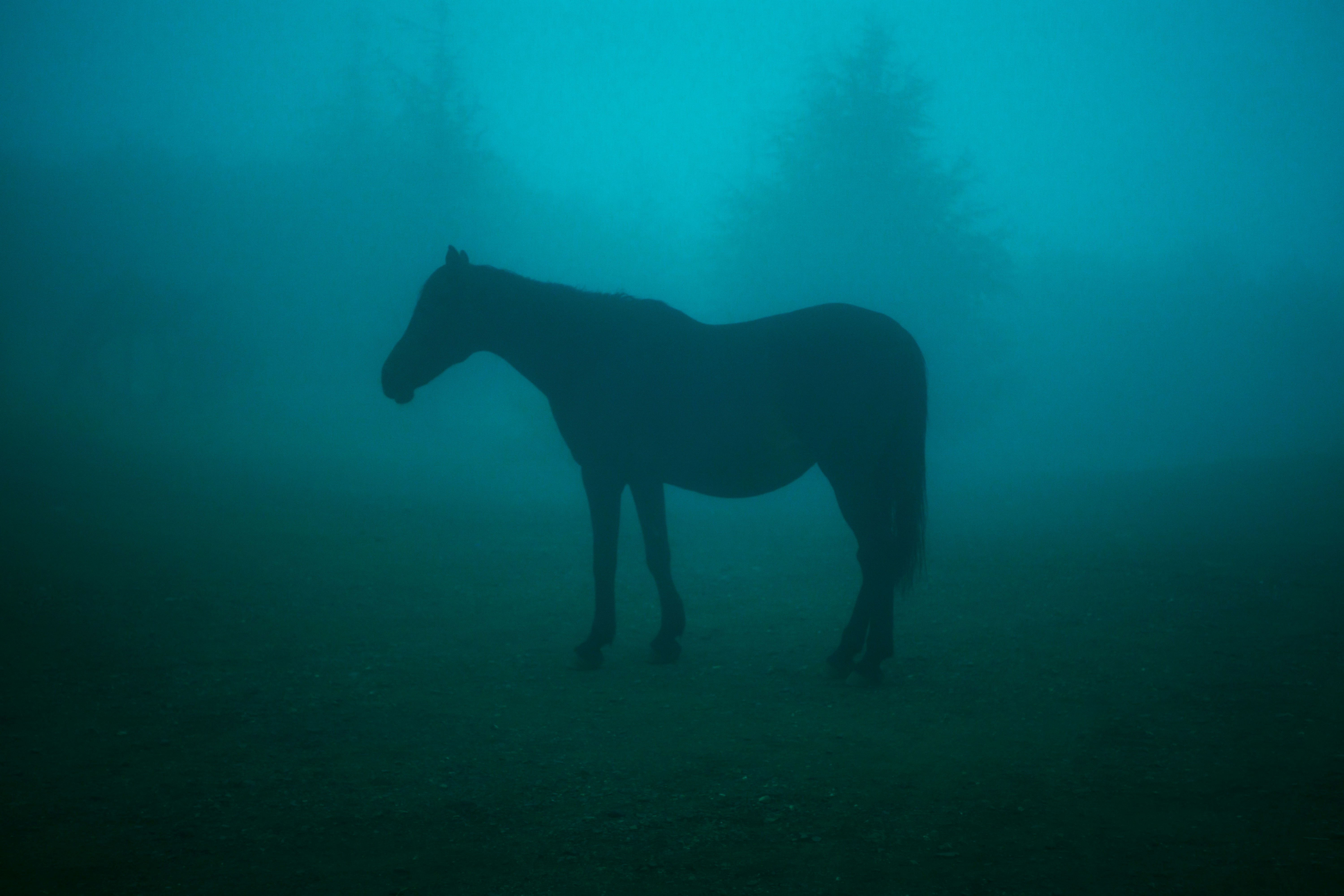 Blue Depths: A Silent Horse in the Mist