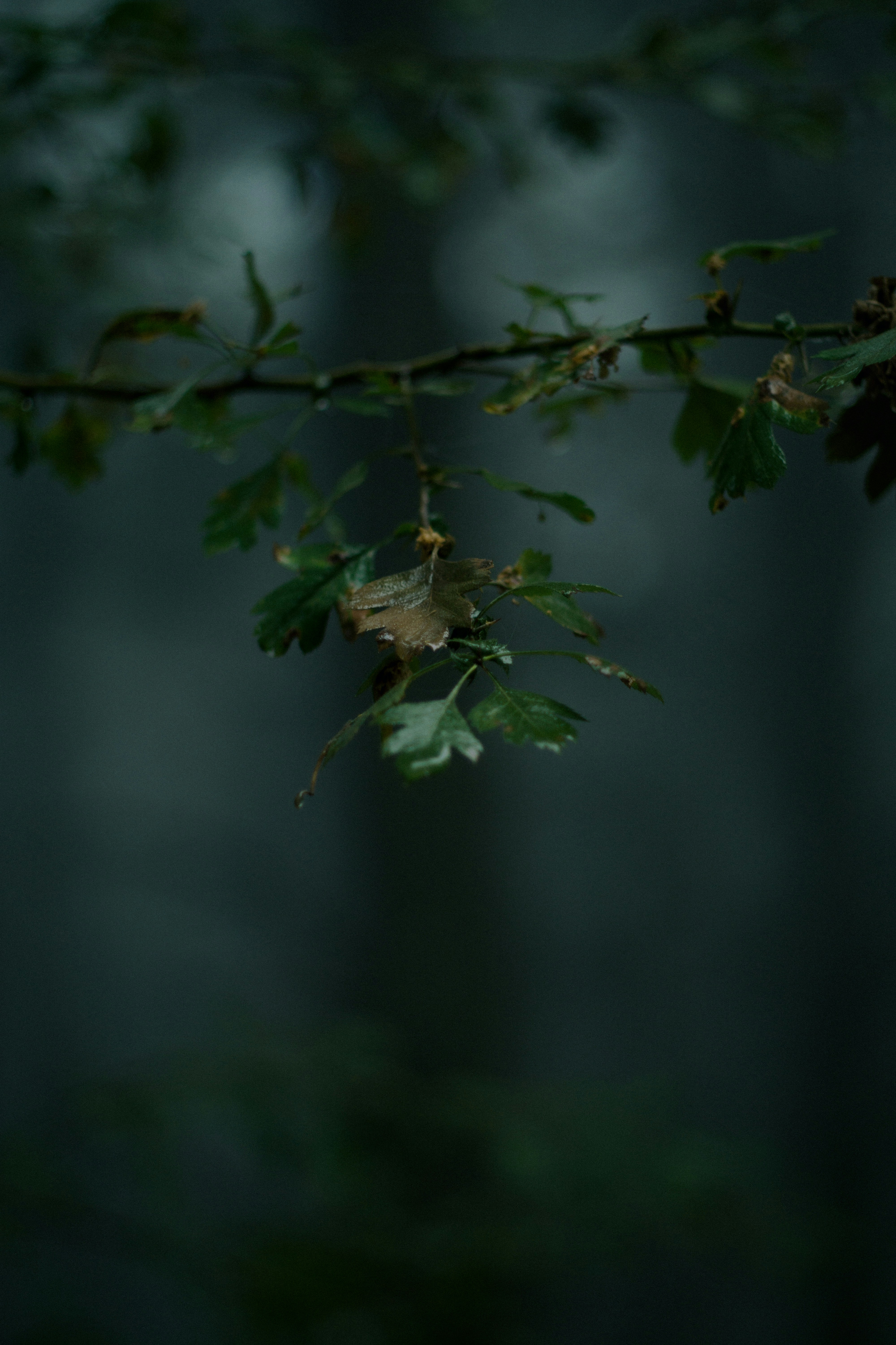 Dark moody forest with a single branch and leaves