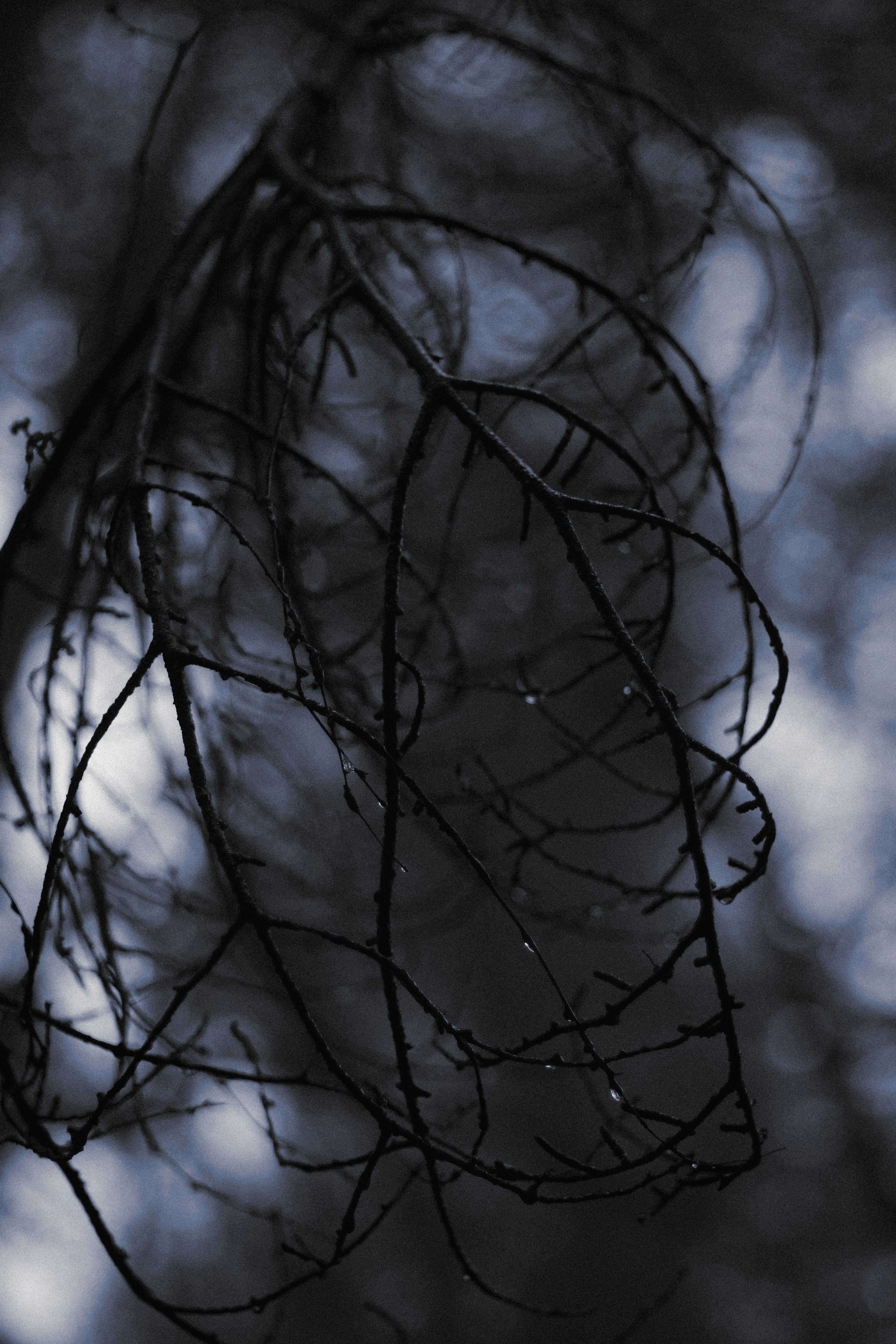 Coiled Twilight: A Tangle of Barbed Threads in Low Light