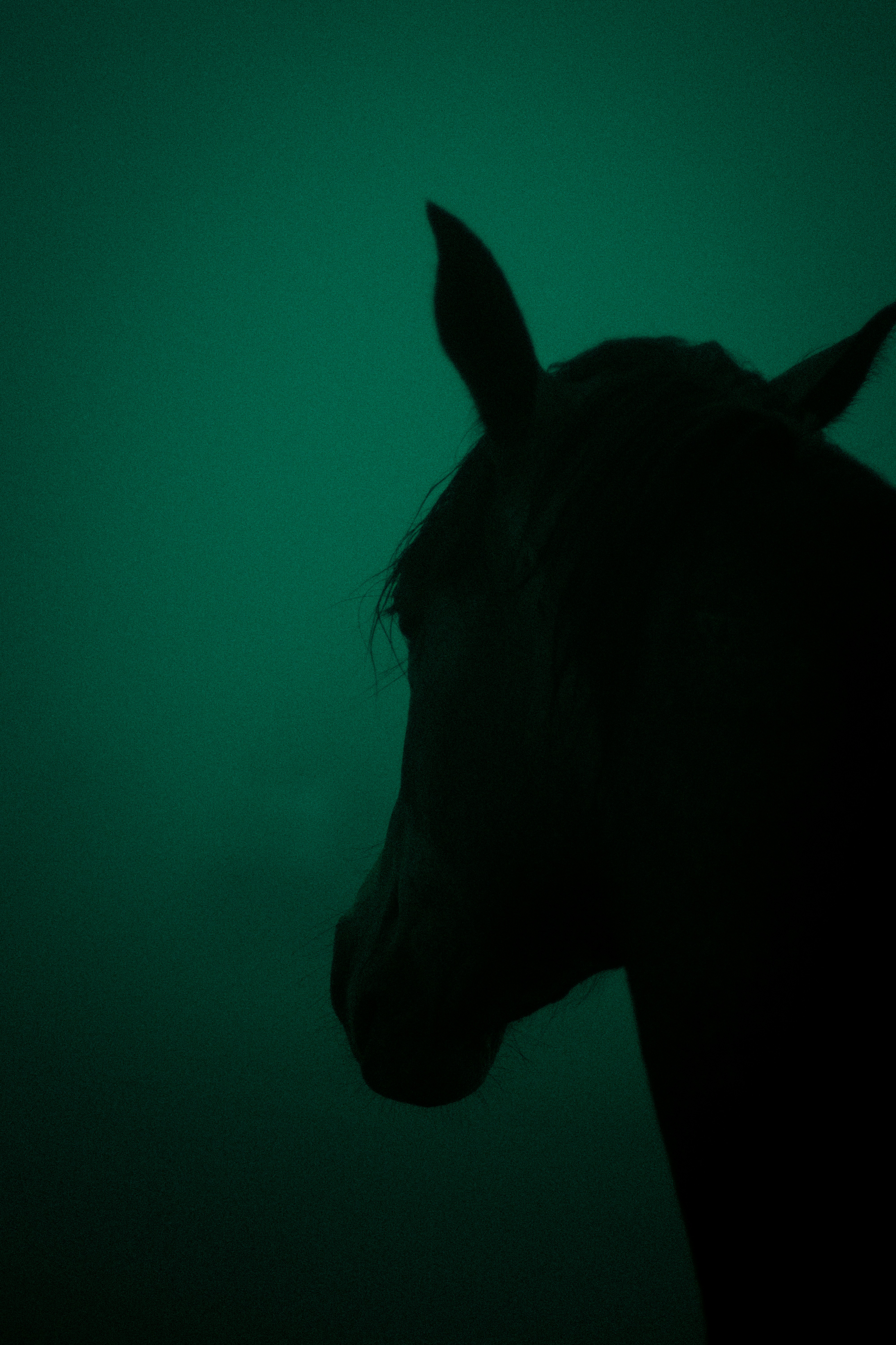 Emerald Veil: A Horse Silhouette in Neon Night