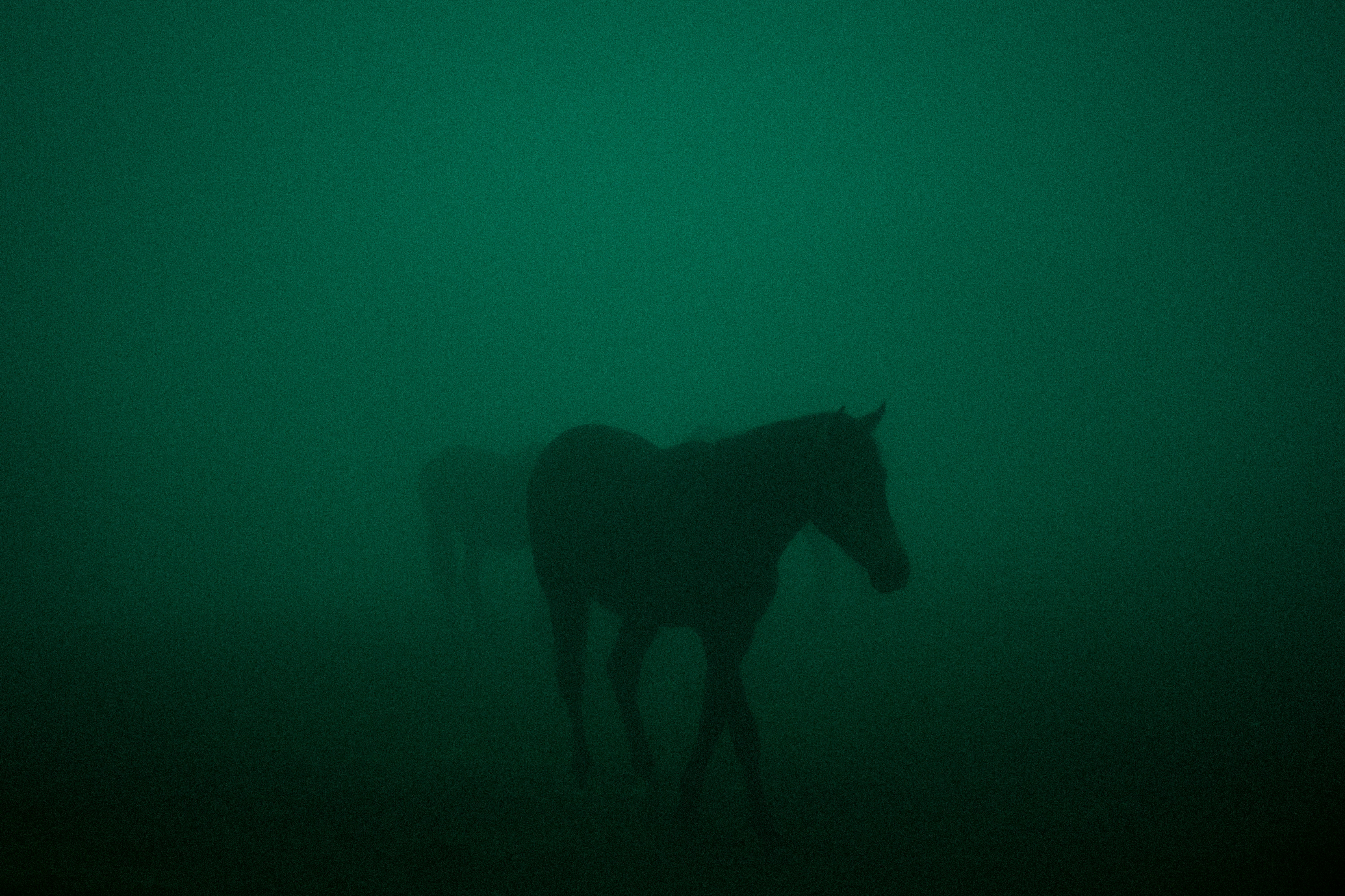 Silhouetted herd drifting through emerald depths