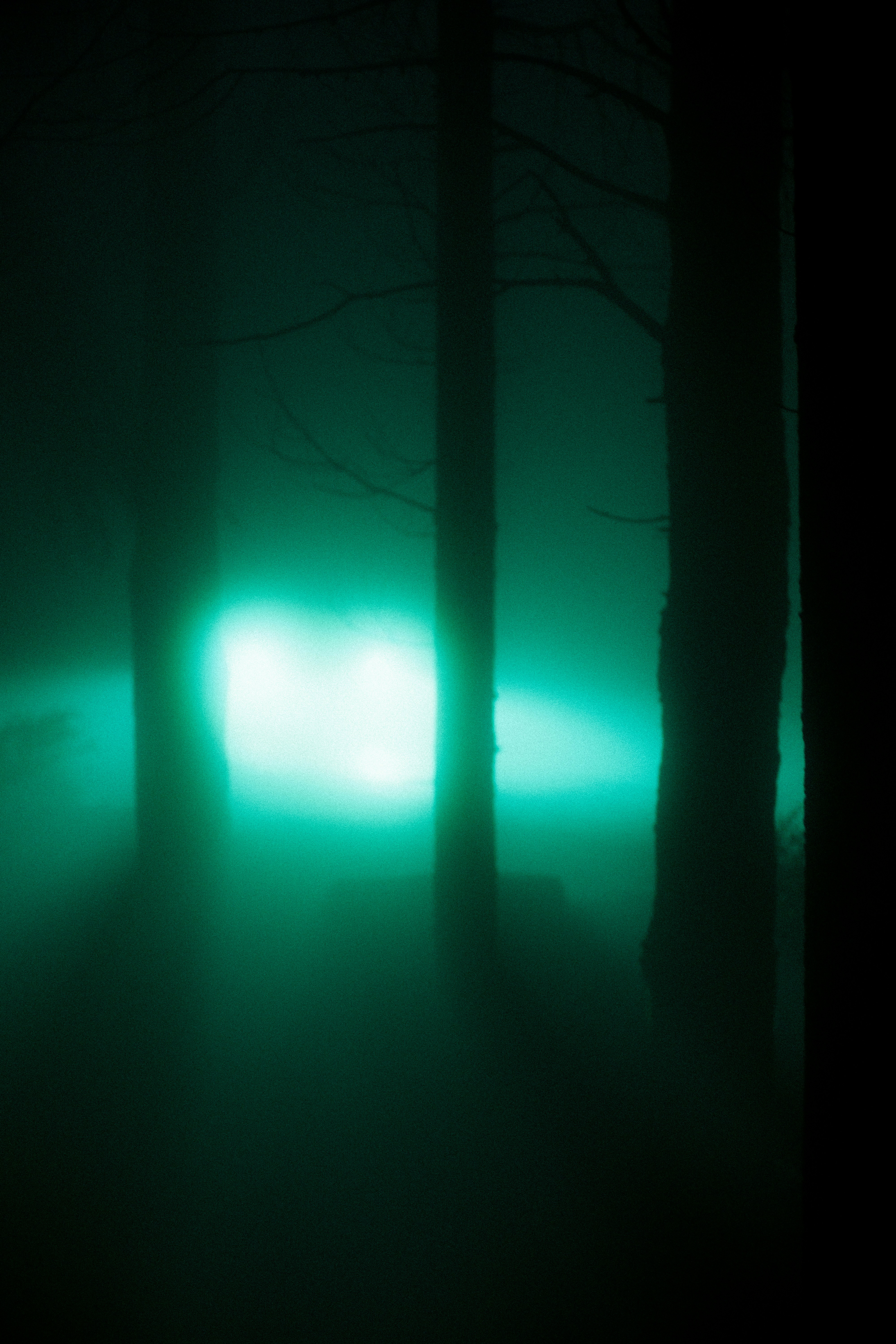 Mystical Glow in the Misty Woods