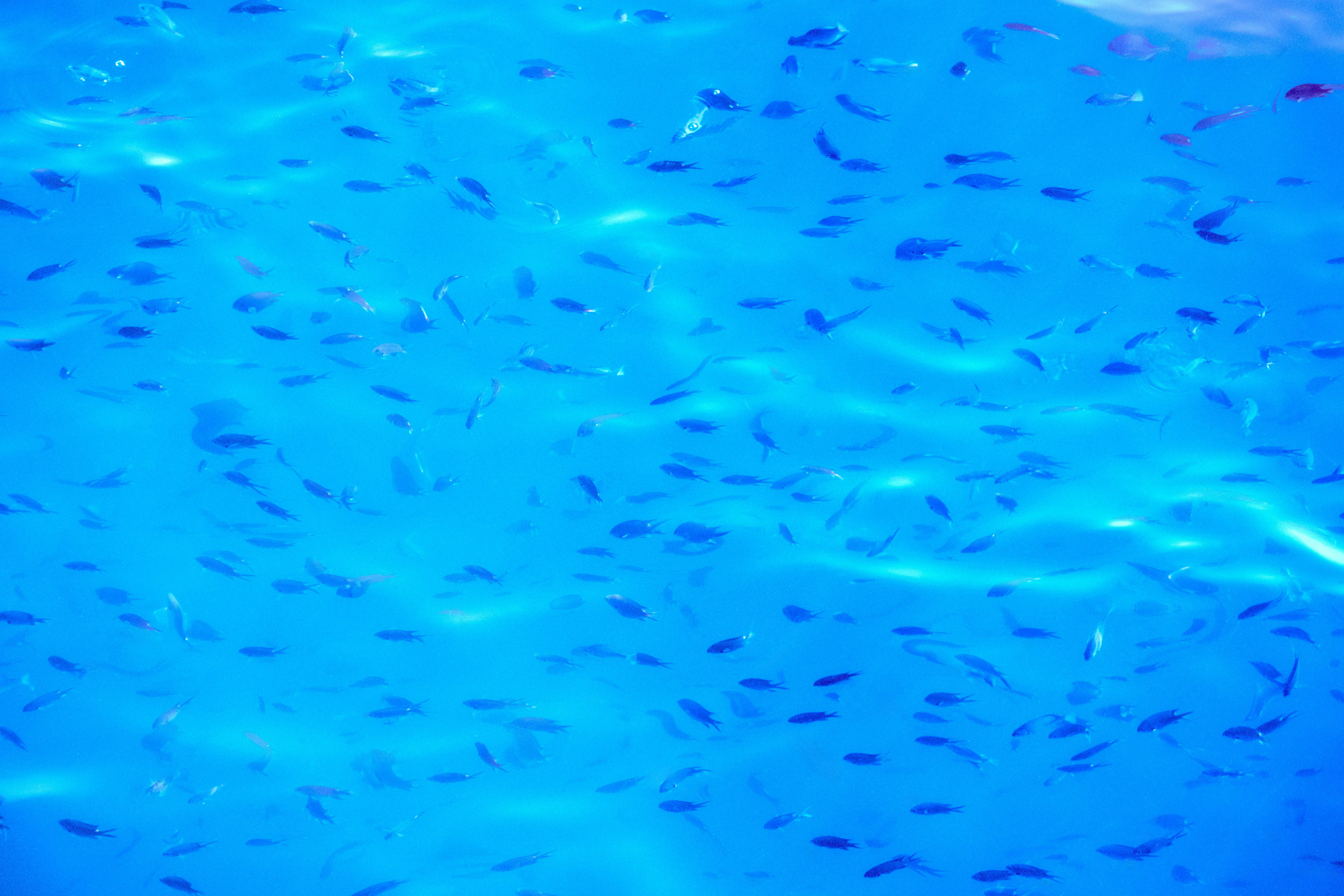 A school of small fish swimming in blue water