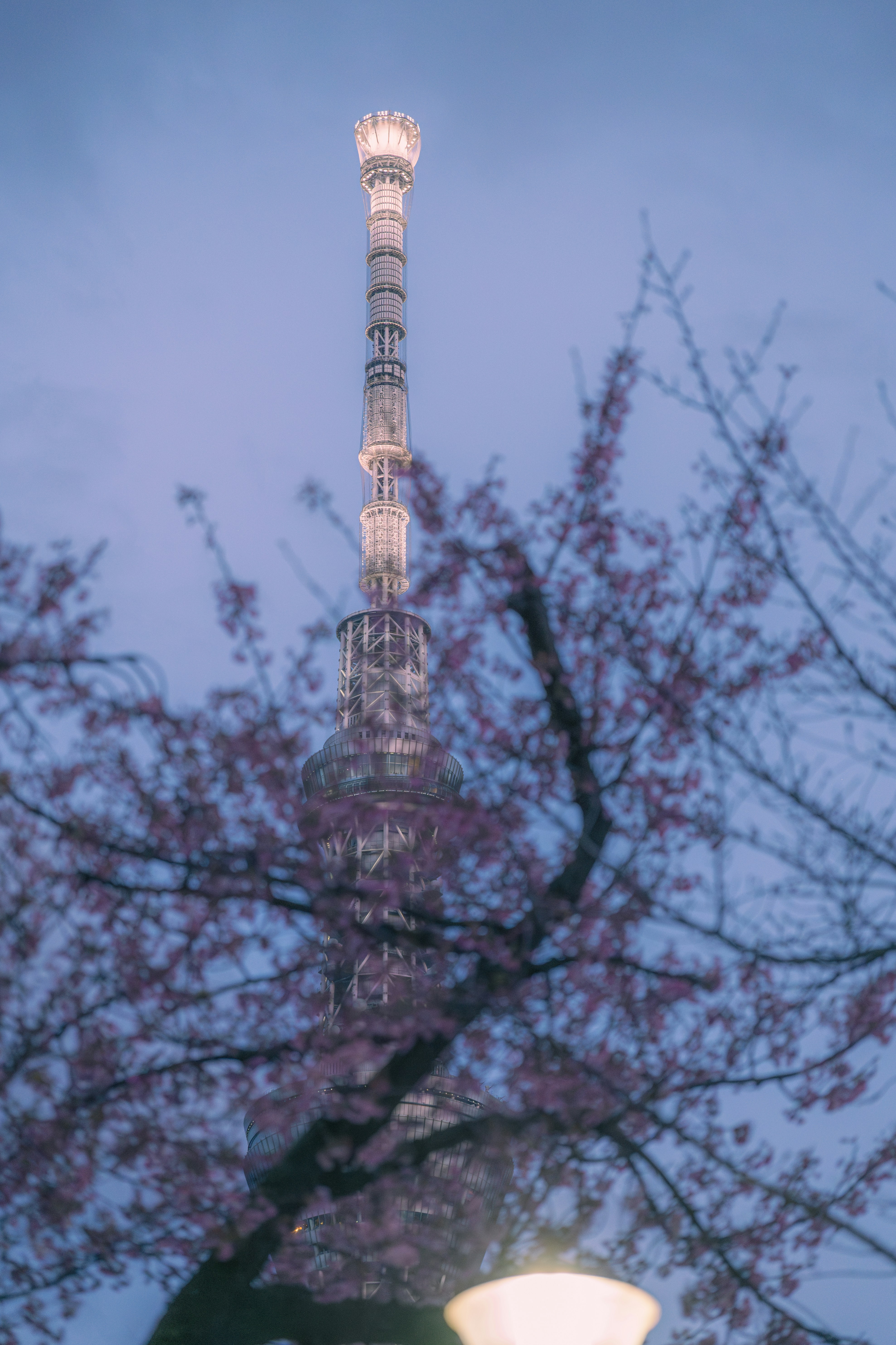 Tokyo Skytree rises amidst delicate cherry blossoms, illuminated against a twilight sky.