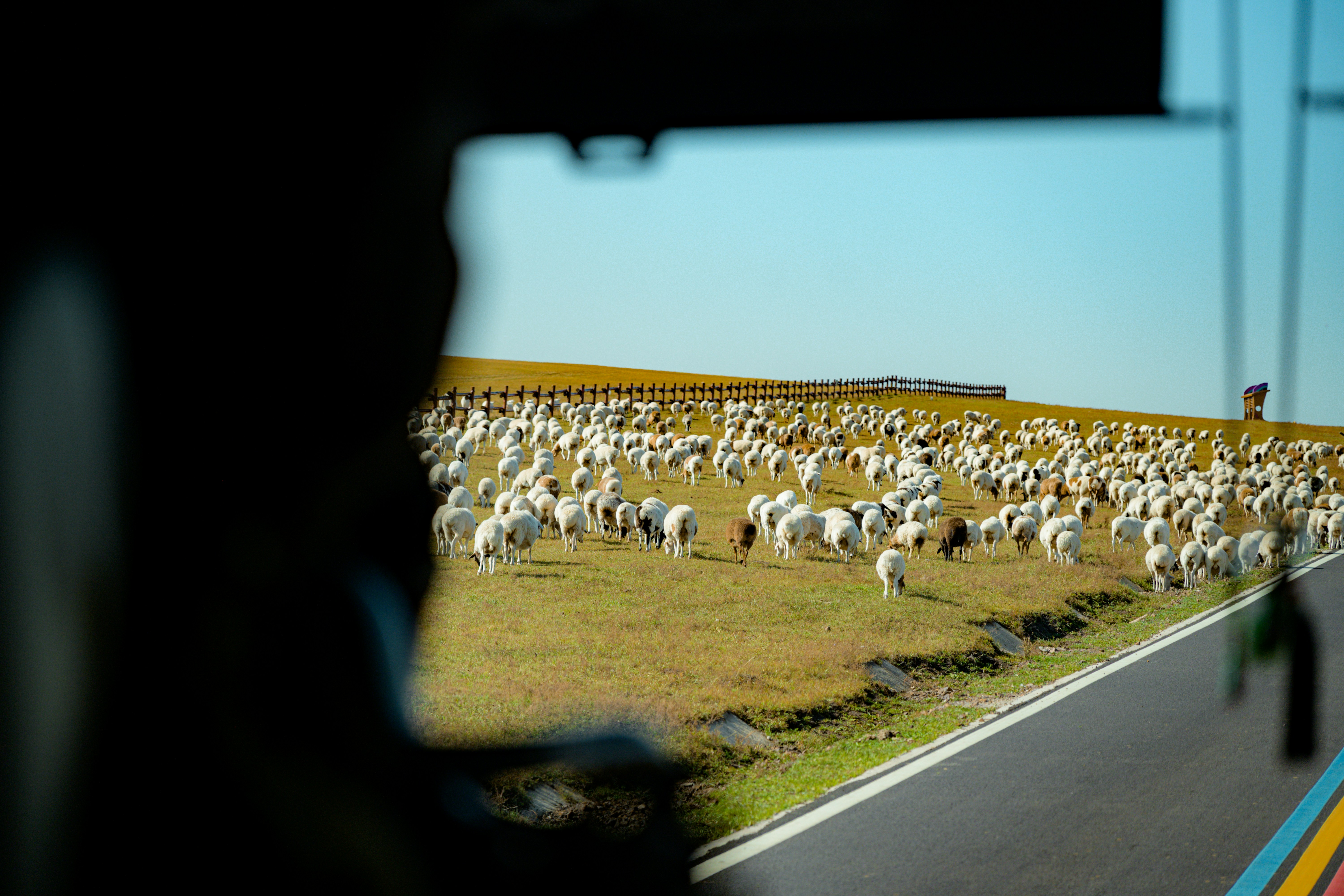 Roadside Herd: A Caravan of Sheep Beneath an Open Sky