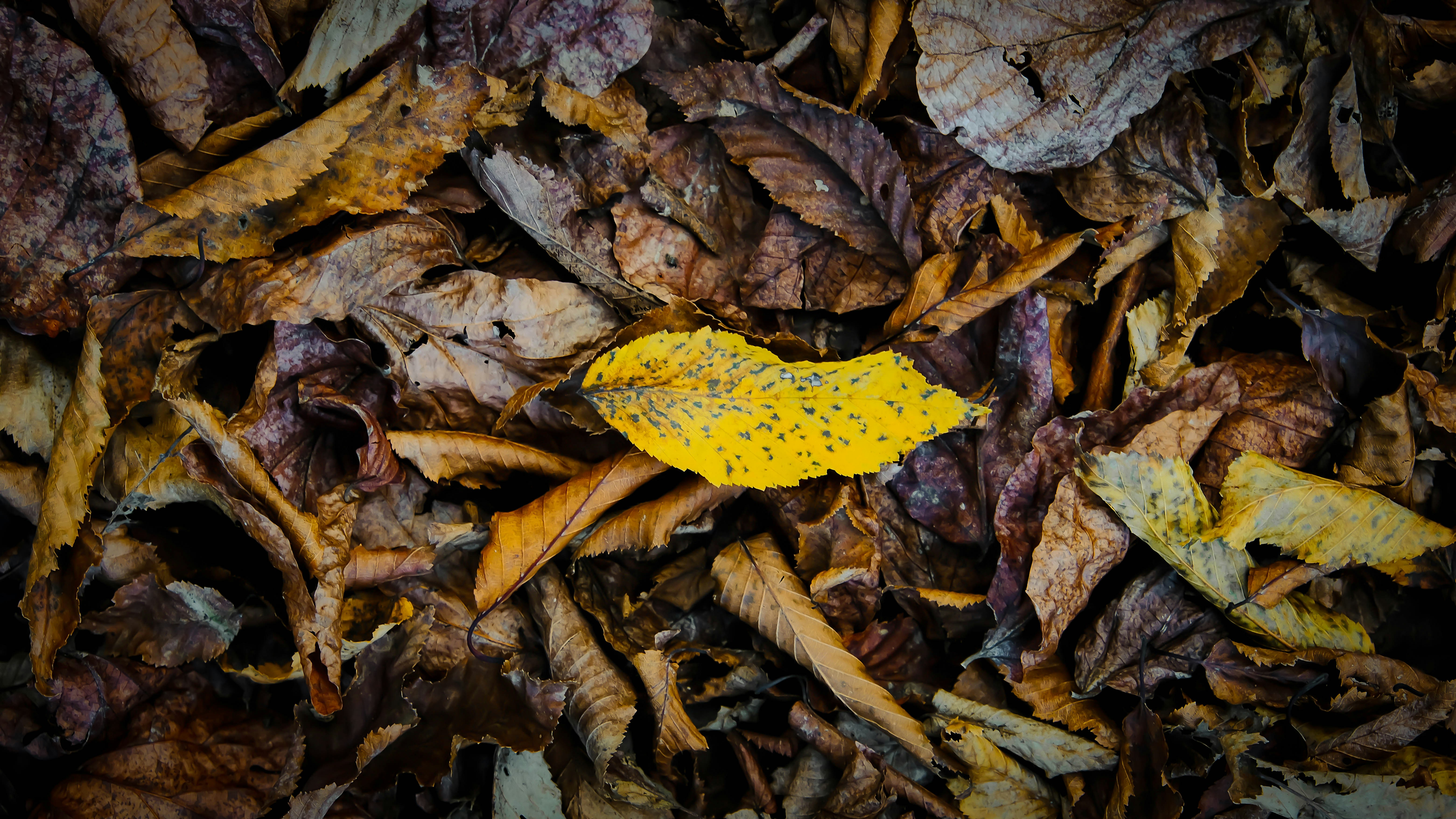 A Golden Leaf Amidst Autumn's Embrace