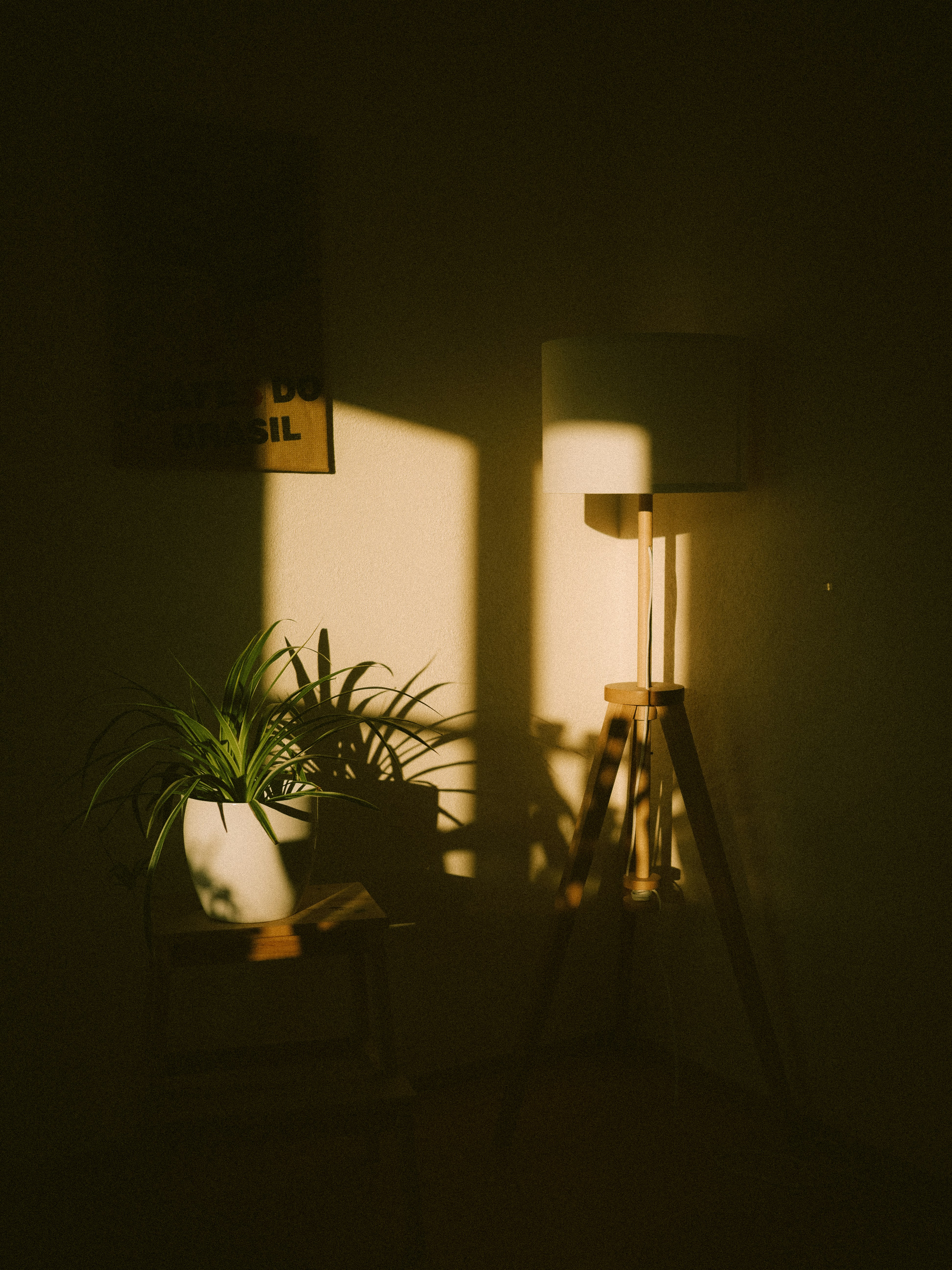 A potted plant and lamp in warm sunlight